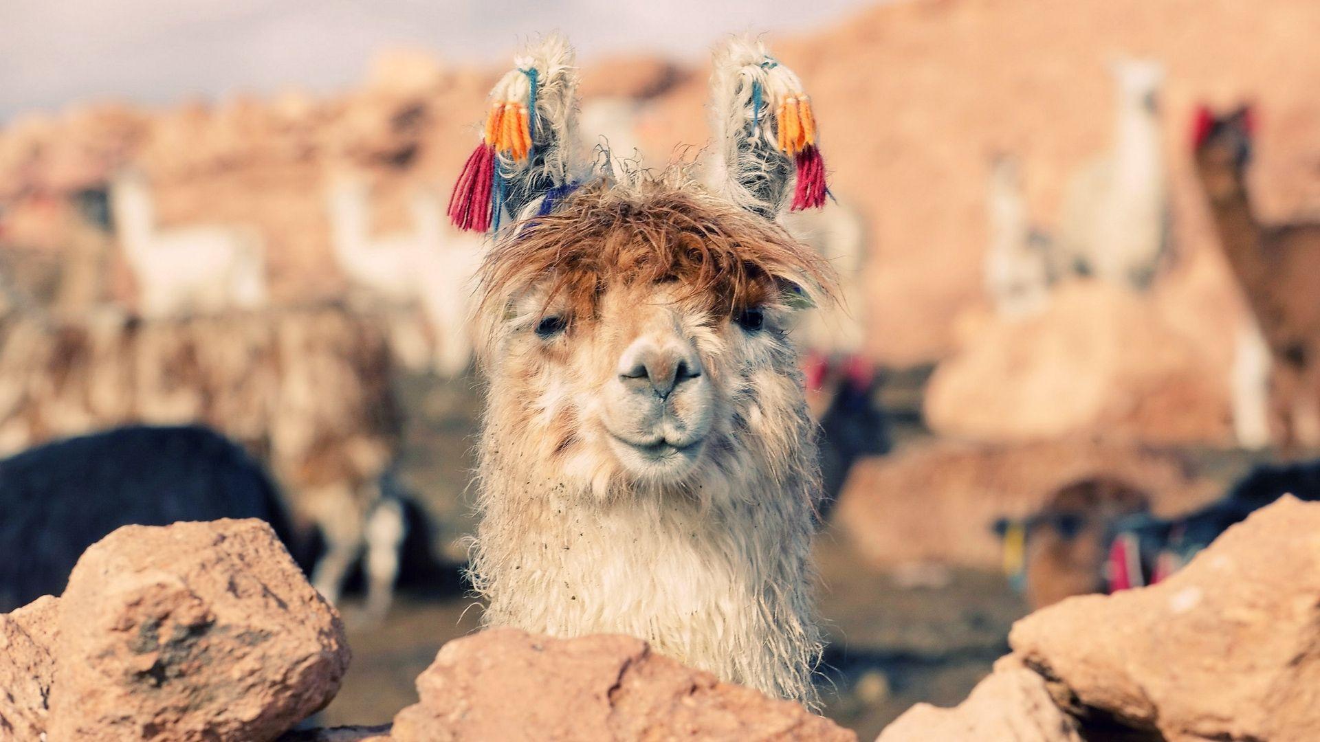 Llama HD Wallpapers - Top Free Llama HD Backgrounds - WallpaperAccess