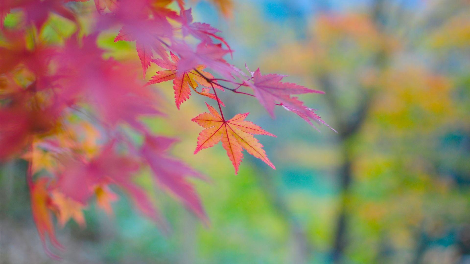 Autumn Japan Wallpapers - Top Free Autumn Japan Backgrounds ...