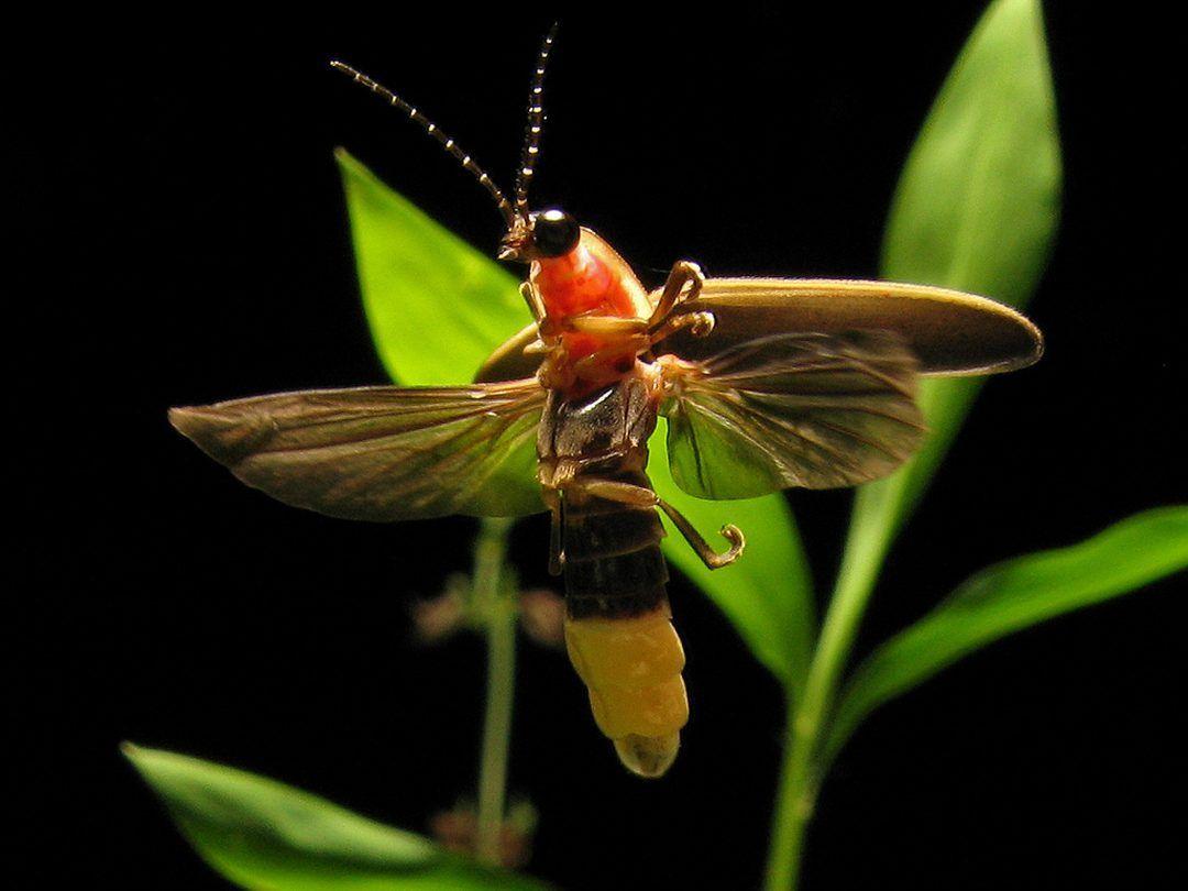Firefly Insect Wallpapers - Top Free Firefly Insect Backgrounds ...