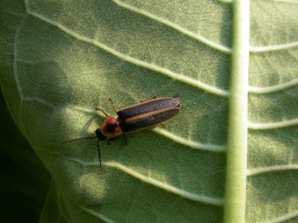 Firefly Insect Wallpapers - Top Free Firefly Insect Backgrounds ...