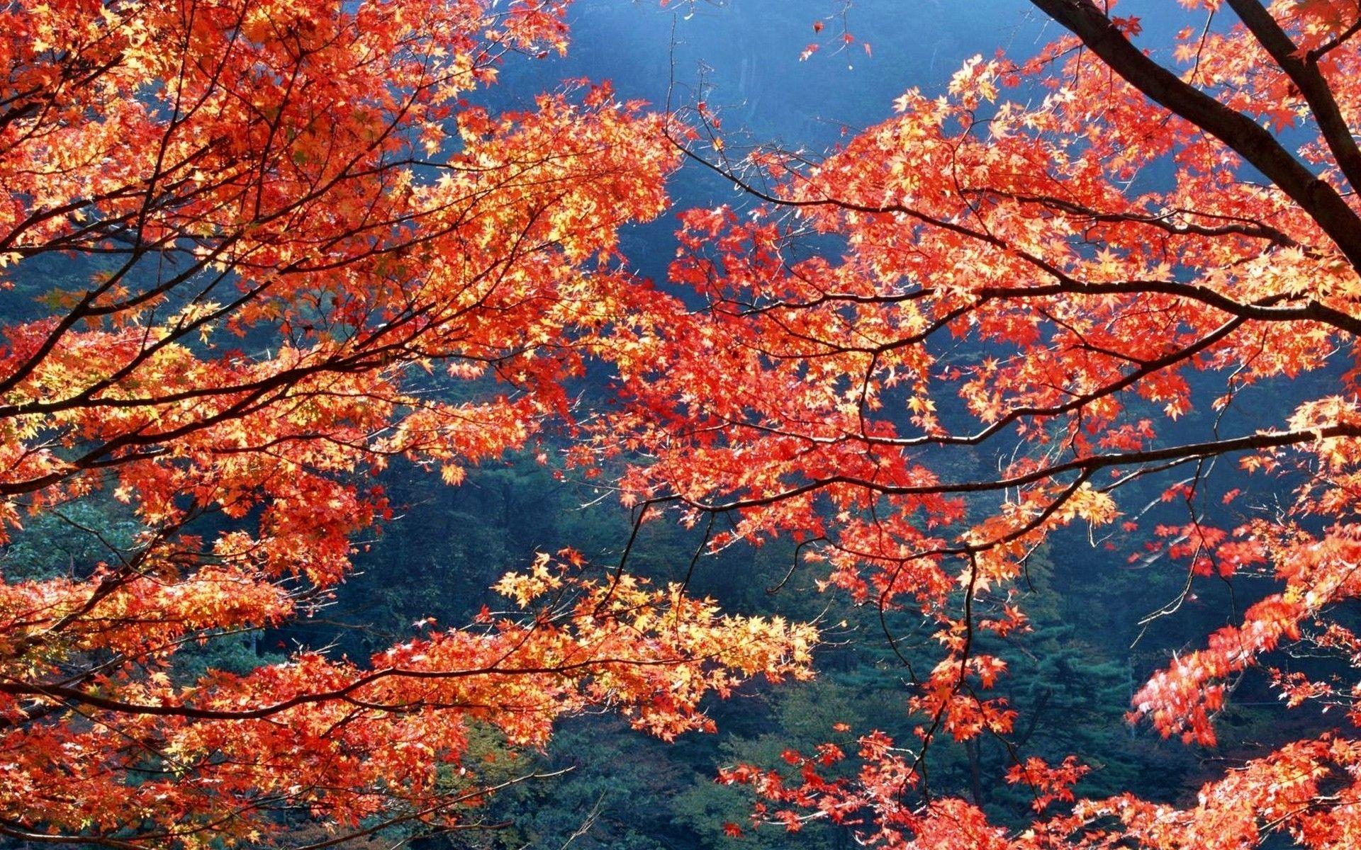 Autumn Japan Wallpapers - Top Free Autumn Japan Backgrounds ...