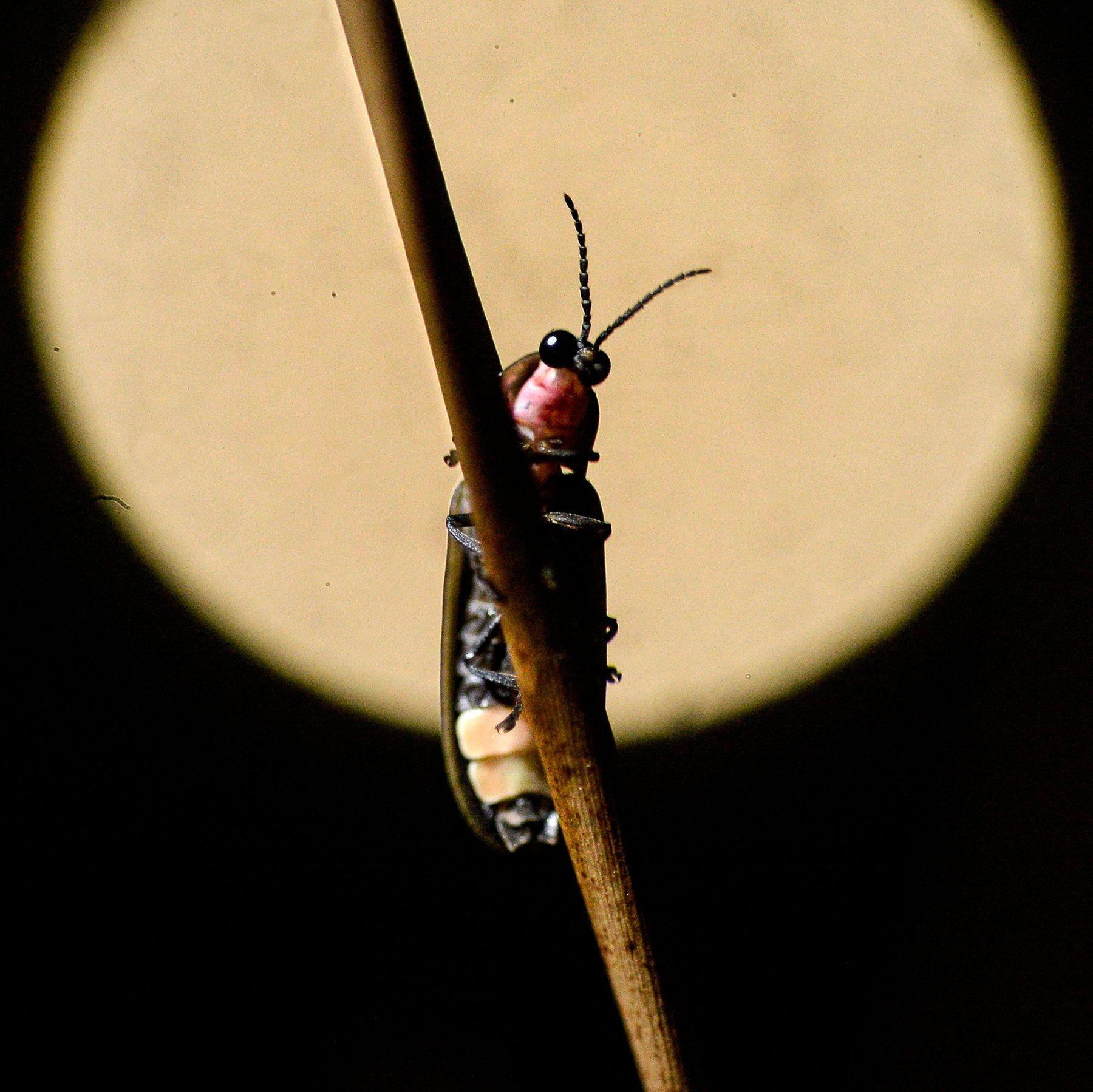 Firefly Insect Wallpapers - Top Free Firefly Insect Backgrounds ...