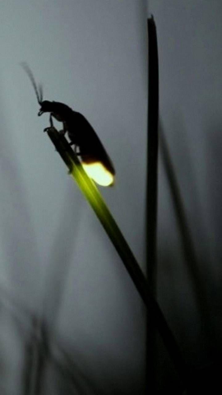 Firefly Insect Wallpapers - Top Free Firefly Insect Backgrounds ...