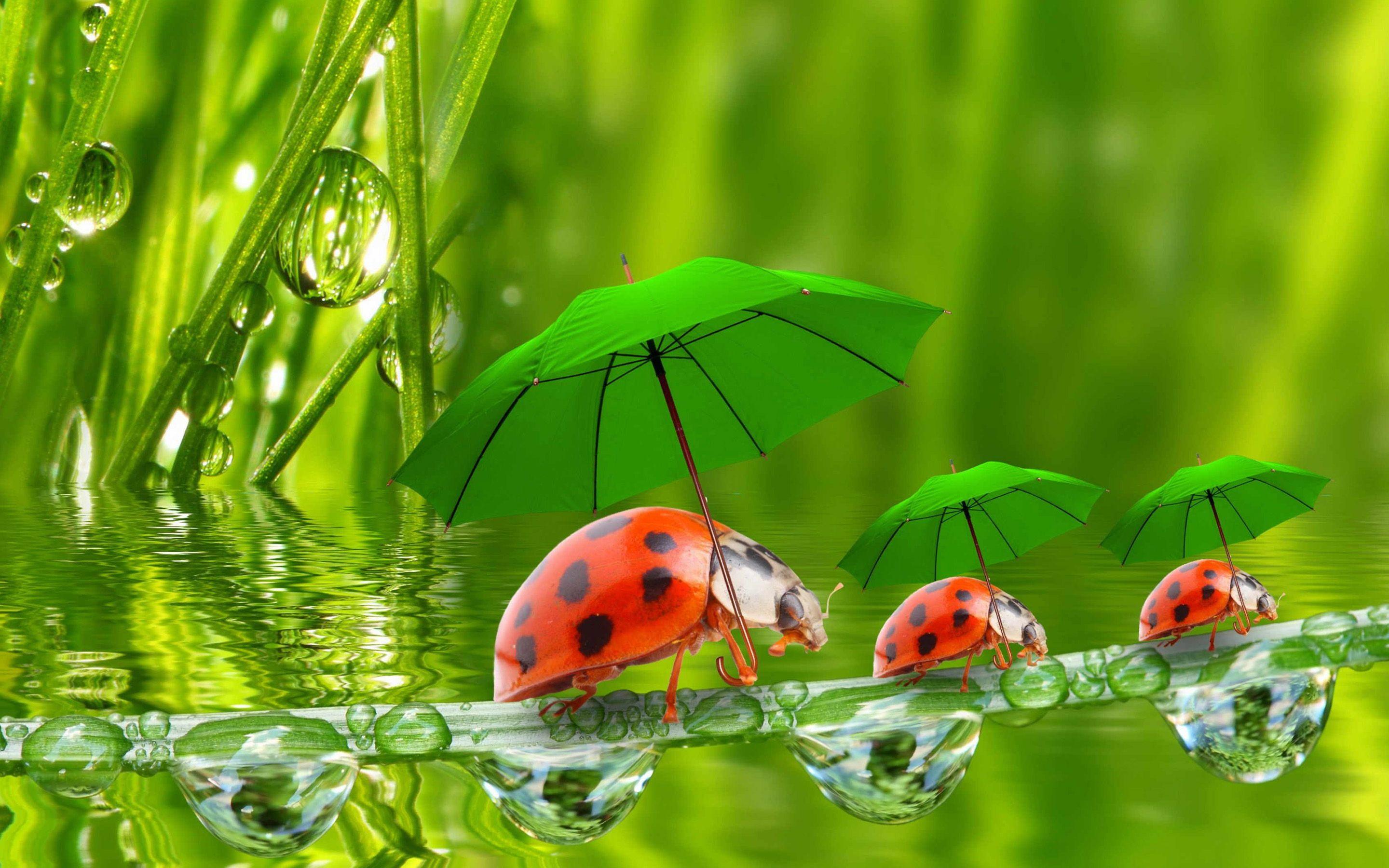 Insects Cartoon Wallpapers - Top Free Insects Cartoon Backgrounds ...