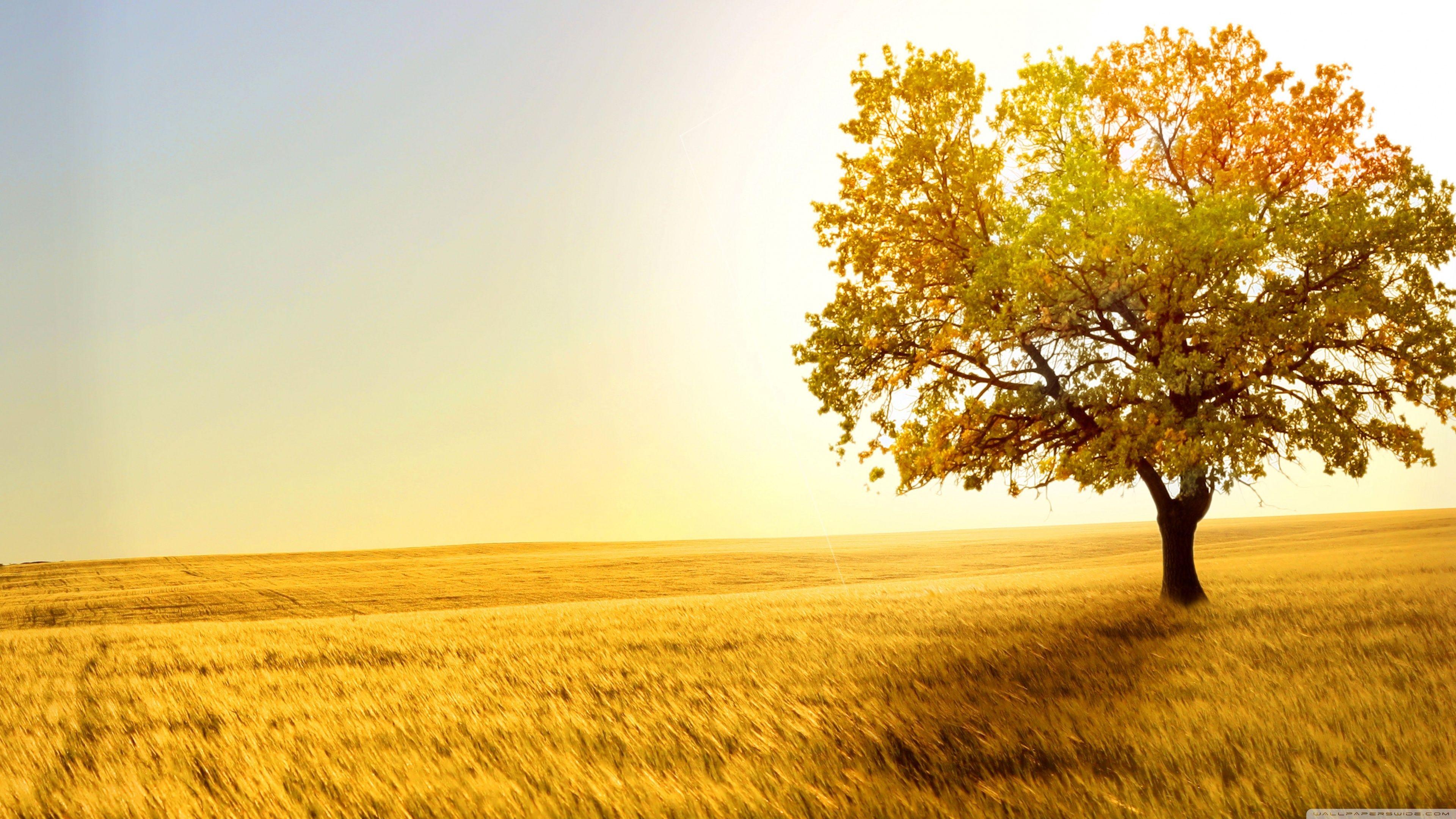 Filed Wallpapers - Top Free Filed Backgrounds - WallpaperAccess