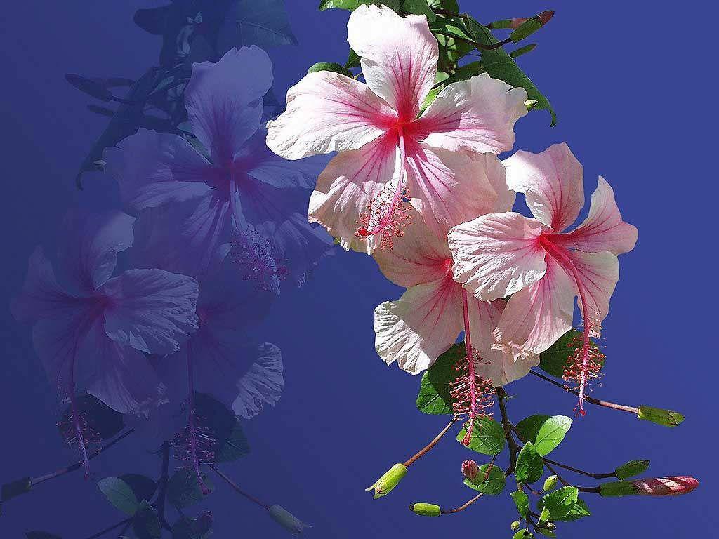 Hawaii Flower Desktop Wallpapers - Top Free Hawaii Flower Desktop ...