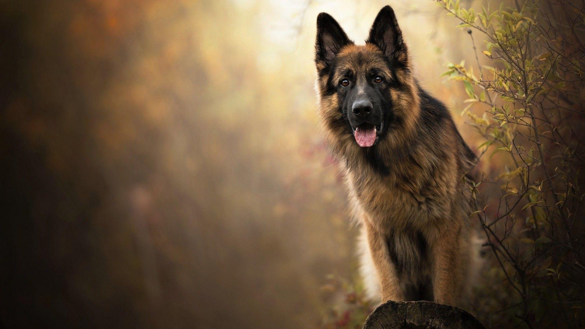1920 X 1080 Dog Wallpapers - Top Free 1920 X 1080 Dog Backgrounds ...