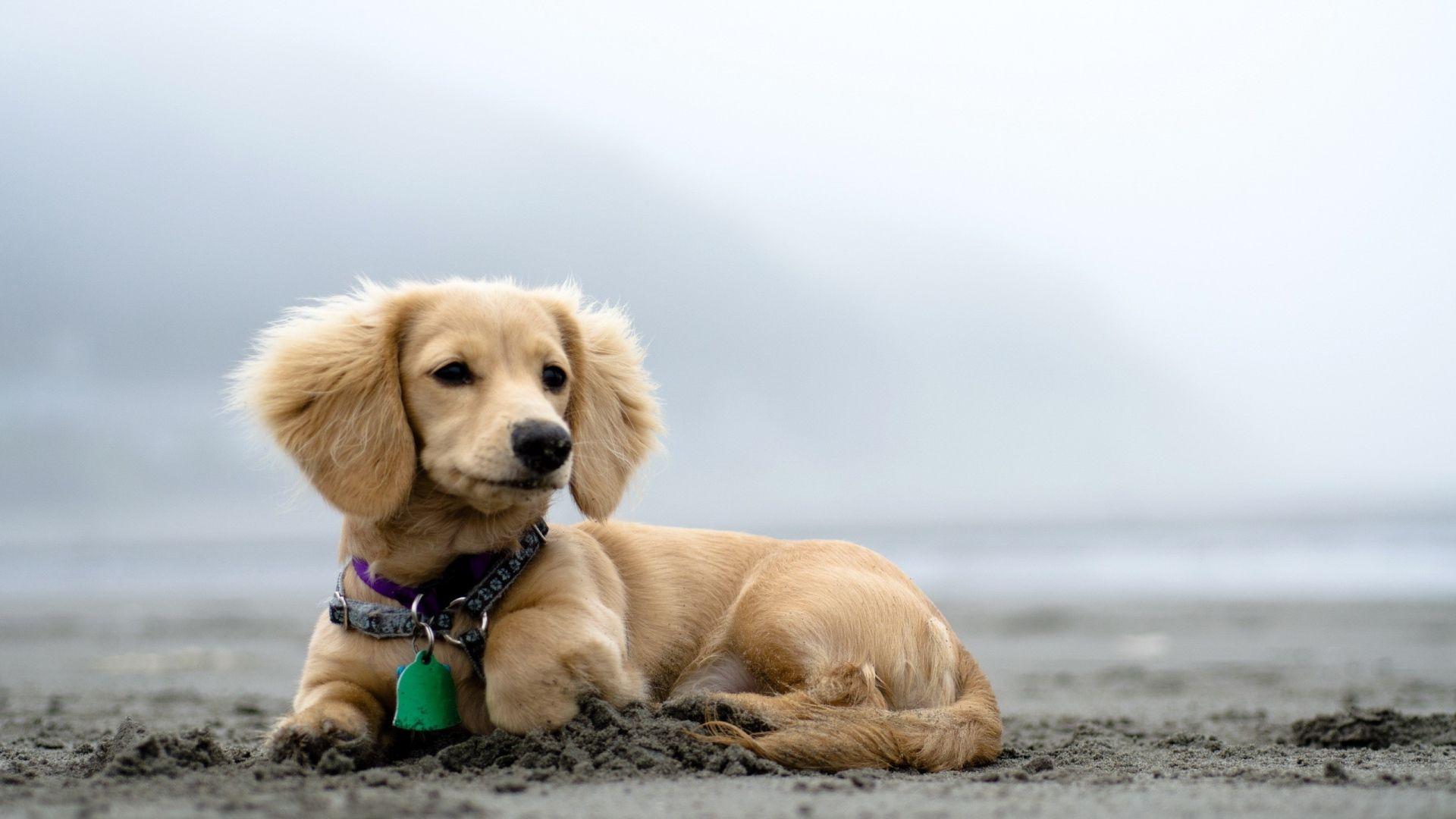 1920 X 1080 Dog Wallpapers - Top Free 1920 X 1080 Dog Backgrounds ...