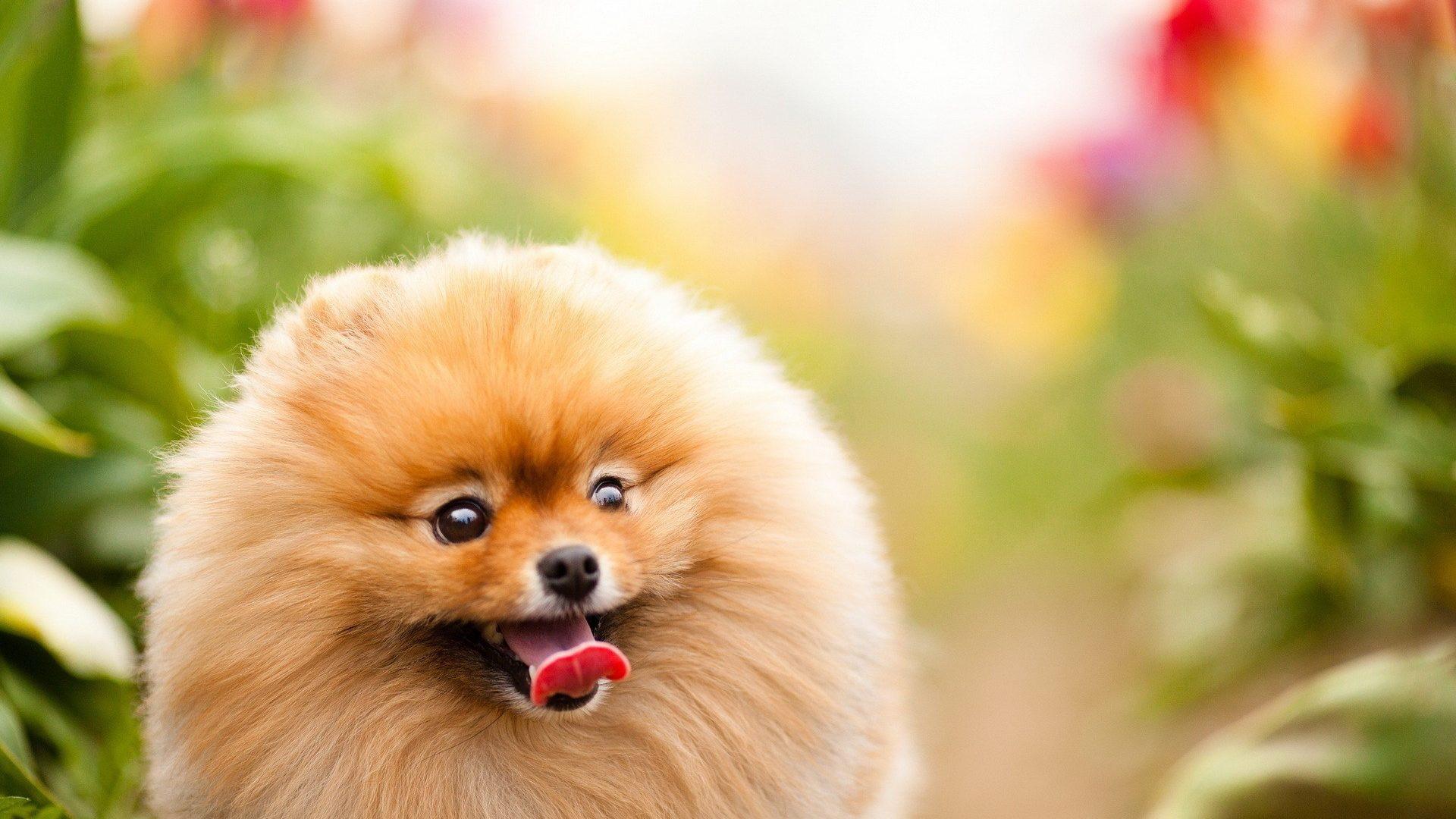 1920 X 1080 Dog Wallpapers - Top Free 1920 X 1080 Dog Backgrounds ...