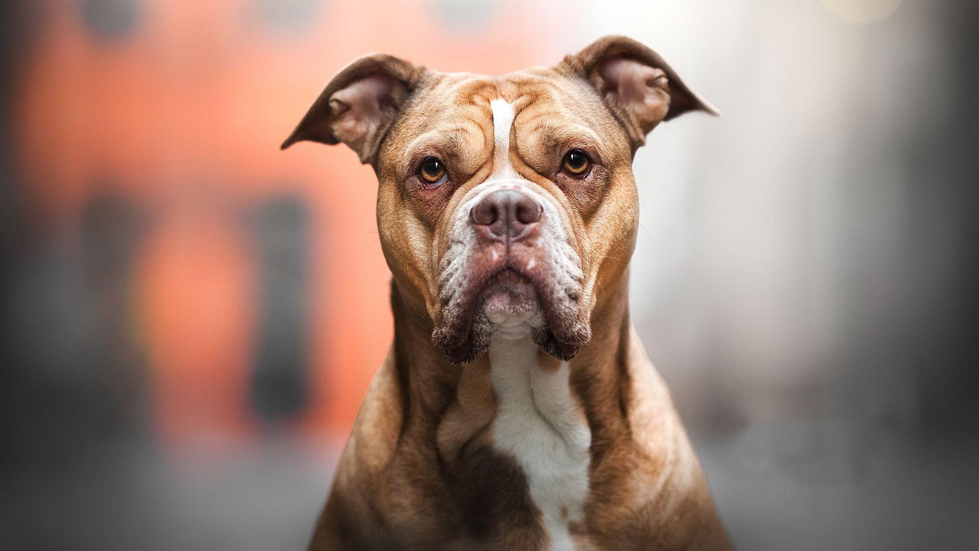 1920 X 1080 Dog Wallpapers - Top Free 1920 X 1080 Dog Backgrounds - WallpaperAccess