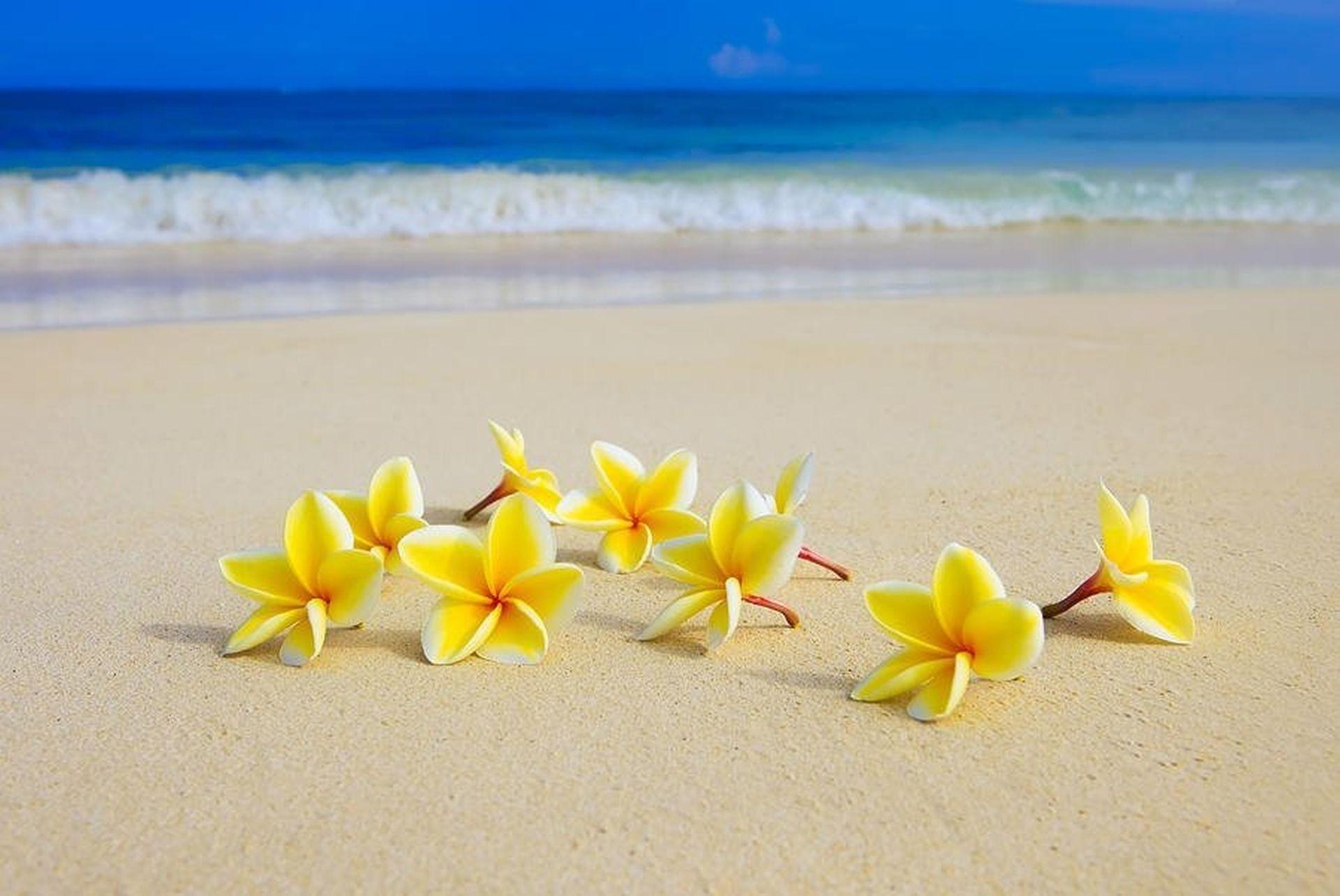 Hawaii Flower Desktop Wallpapers - Top Free Hawaii Flower Desktop ...