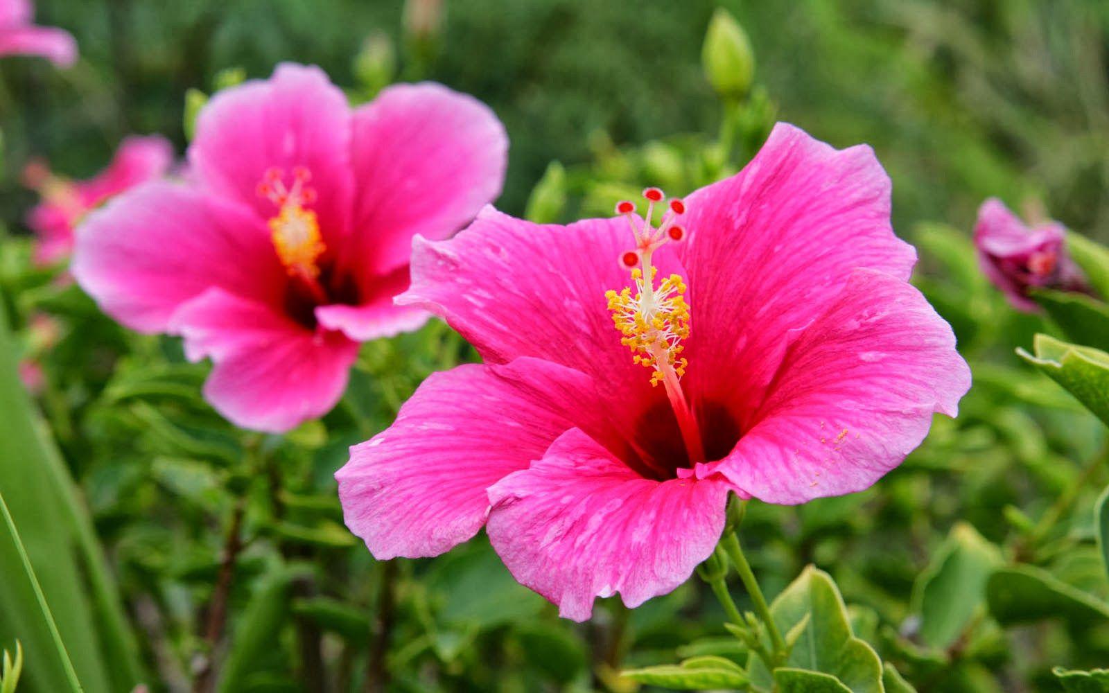 Hawaii Flower Desktop Wallpapers - Top Free Hawaii Flower Desktop ...