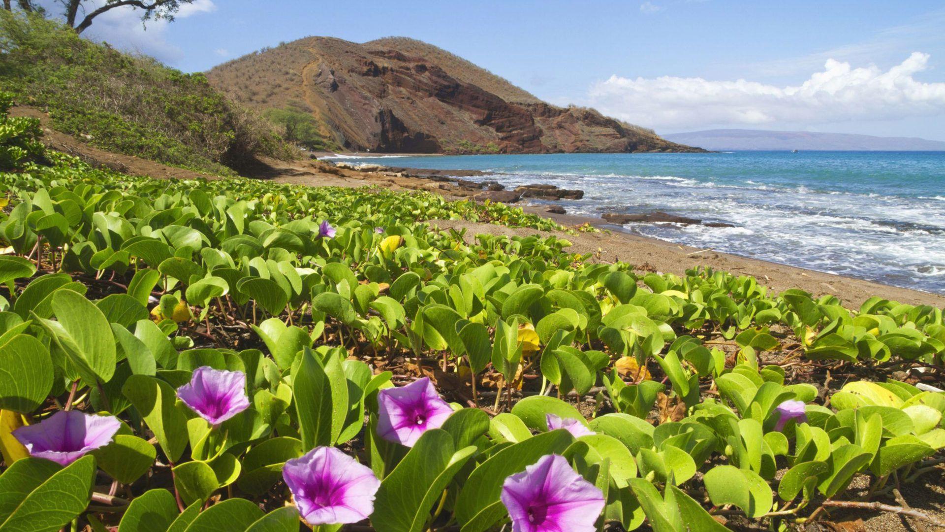 Hawaii Flower Desktop Wallpapers - Top Free Hawaii Flower Desktop ...