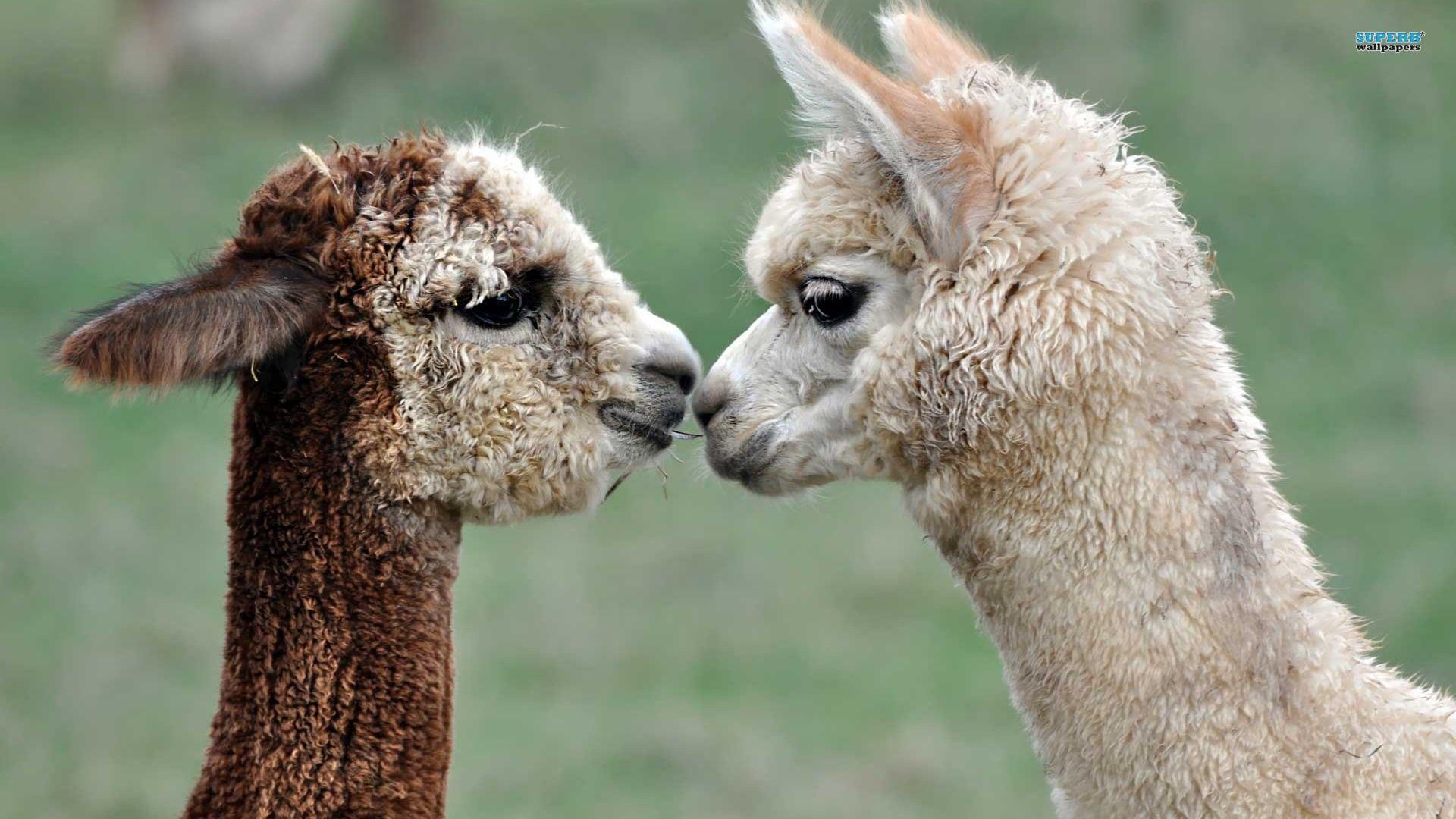 Alpaca Cool Wallpapers - Top Free Alpaca Cool Backgrounds - WallpaperAccess