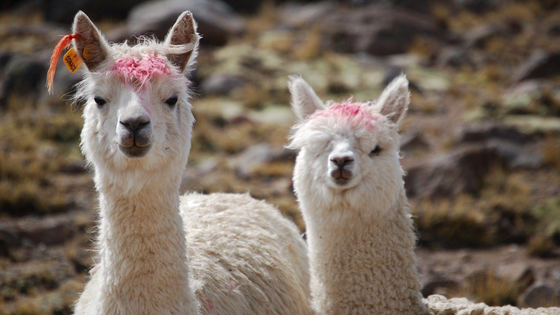 Alpaca Cool Wallpapers - Top Free Alpaca Cool Backgrounds - WallpaperAccess