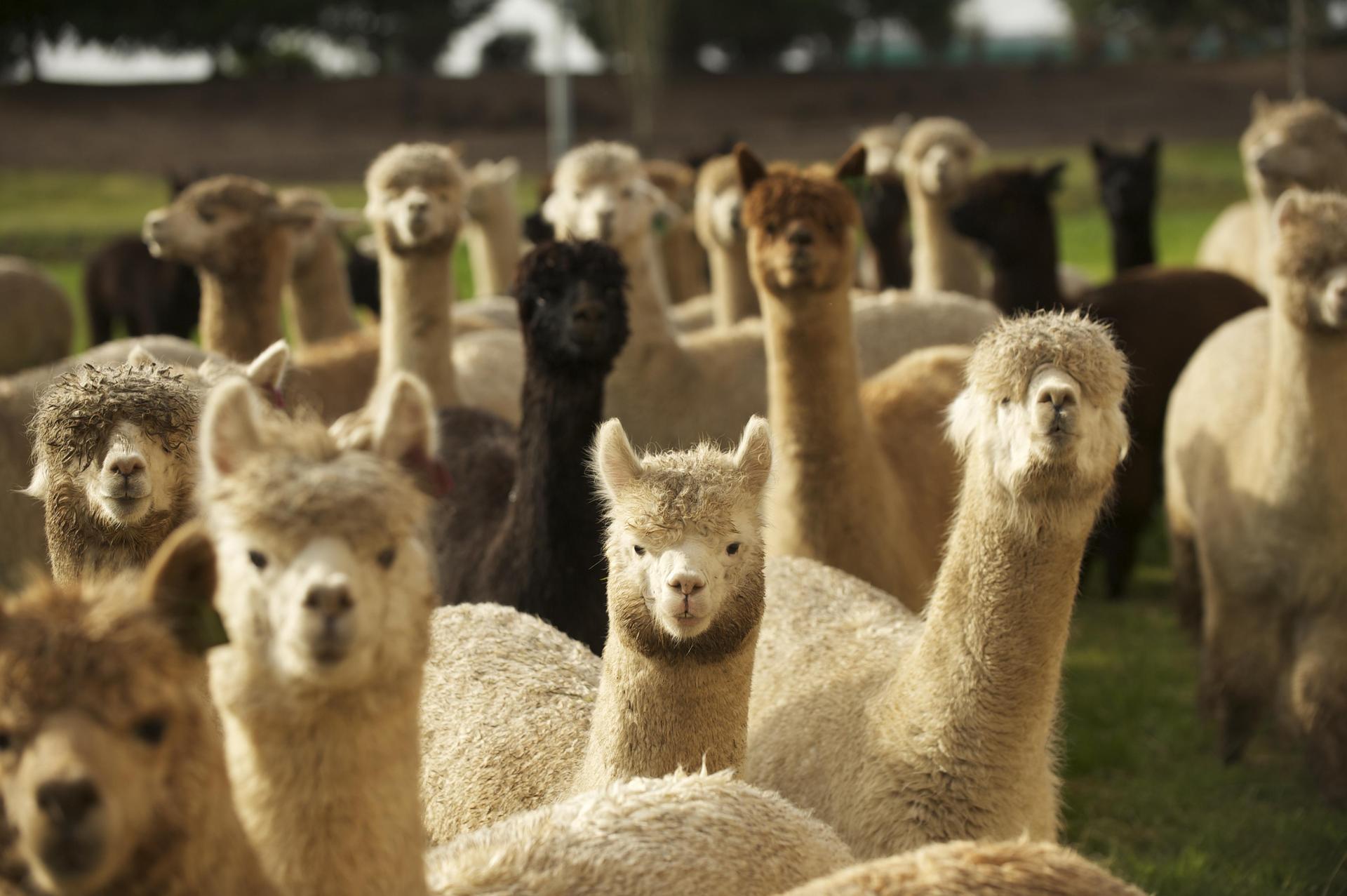 Alpaca Cool Wallpapers - Top Free Alpaca Cool Backgrounds - WallpaperAccess