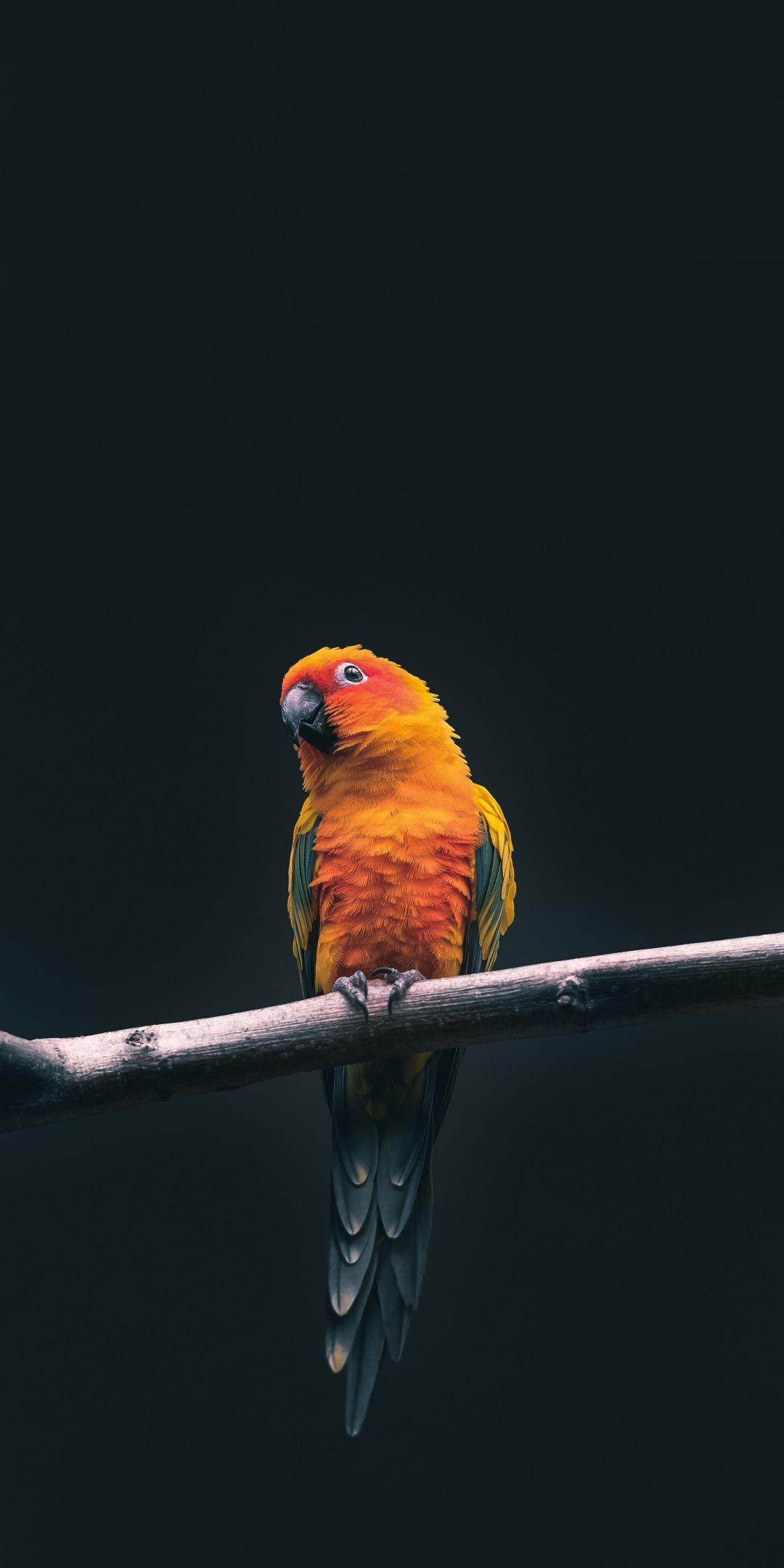 Birds Yellow Phone Wallpapers - Top Free Birds Yellow Phone Backgrounds ...