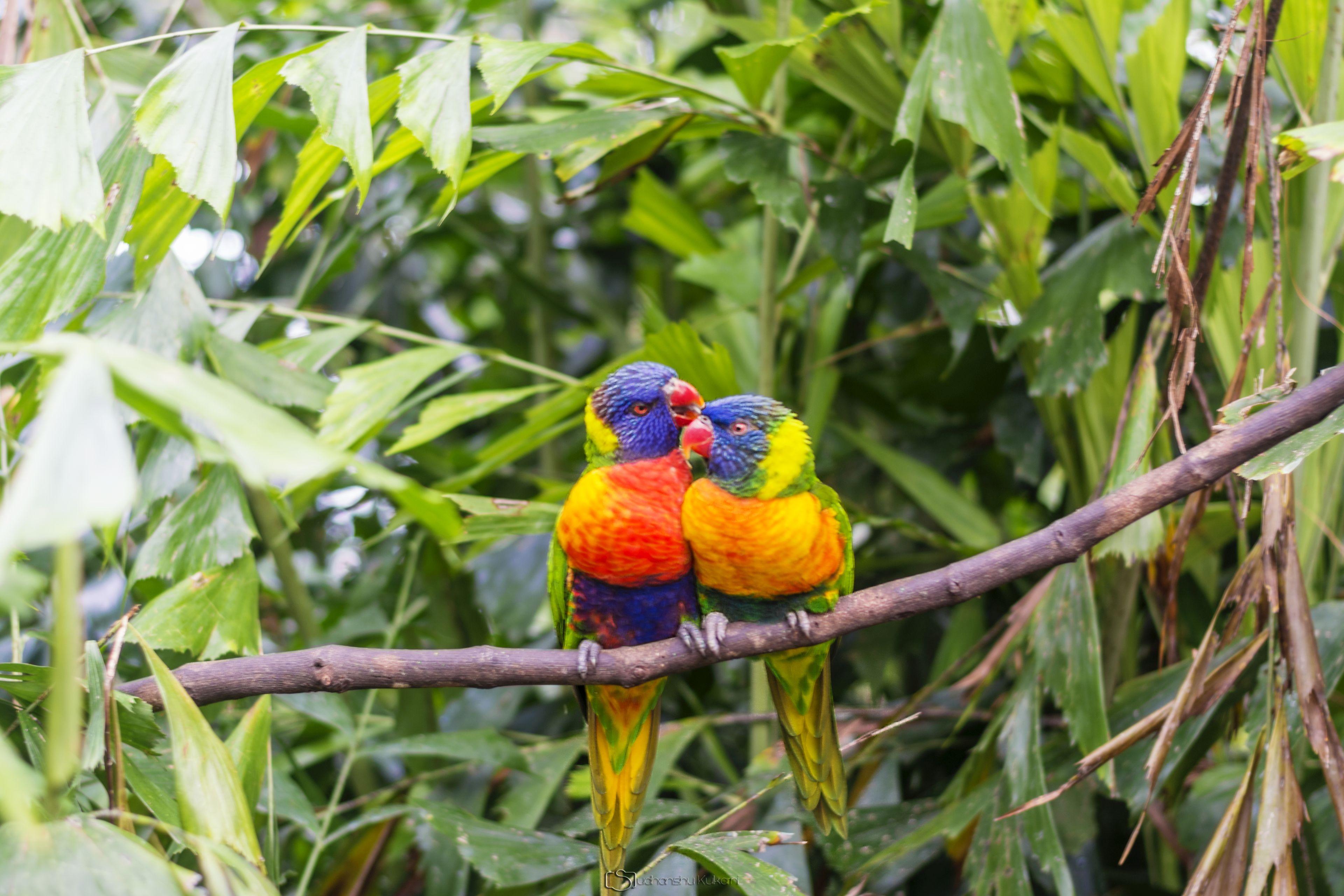 4K Bird Wallpapers - Top Free 4K Bird Backgrounds - WallpaperAccess