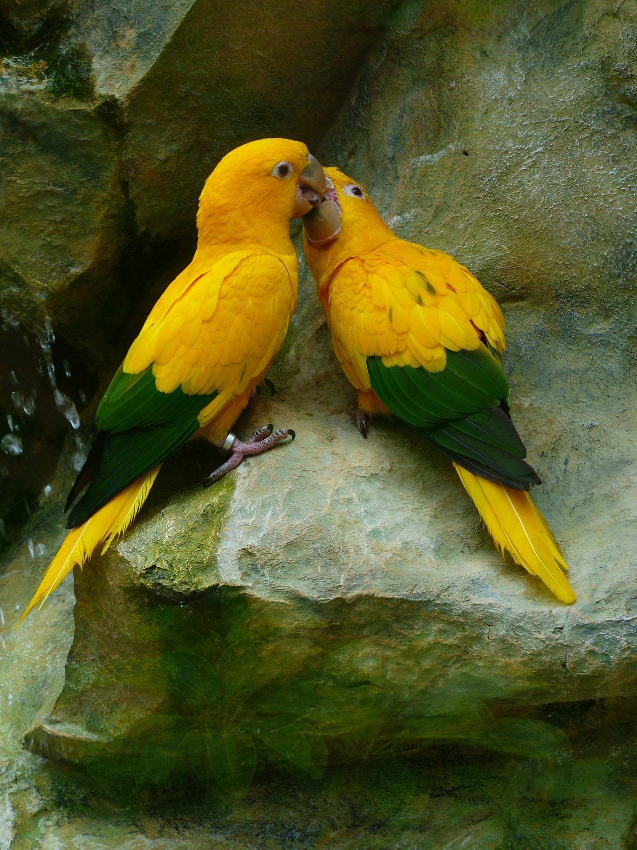 Birds Yellow Phone Wallpapers - Top Free Birds Yellow Phone Backgrounds ...