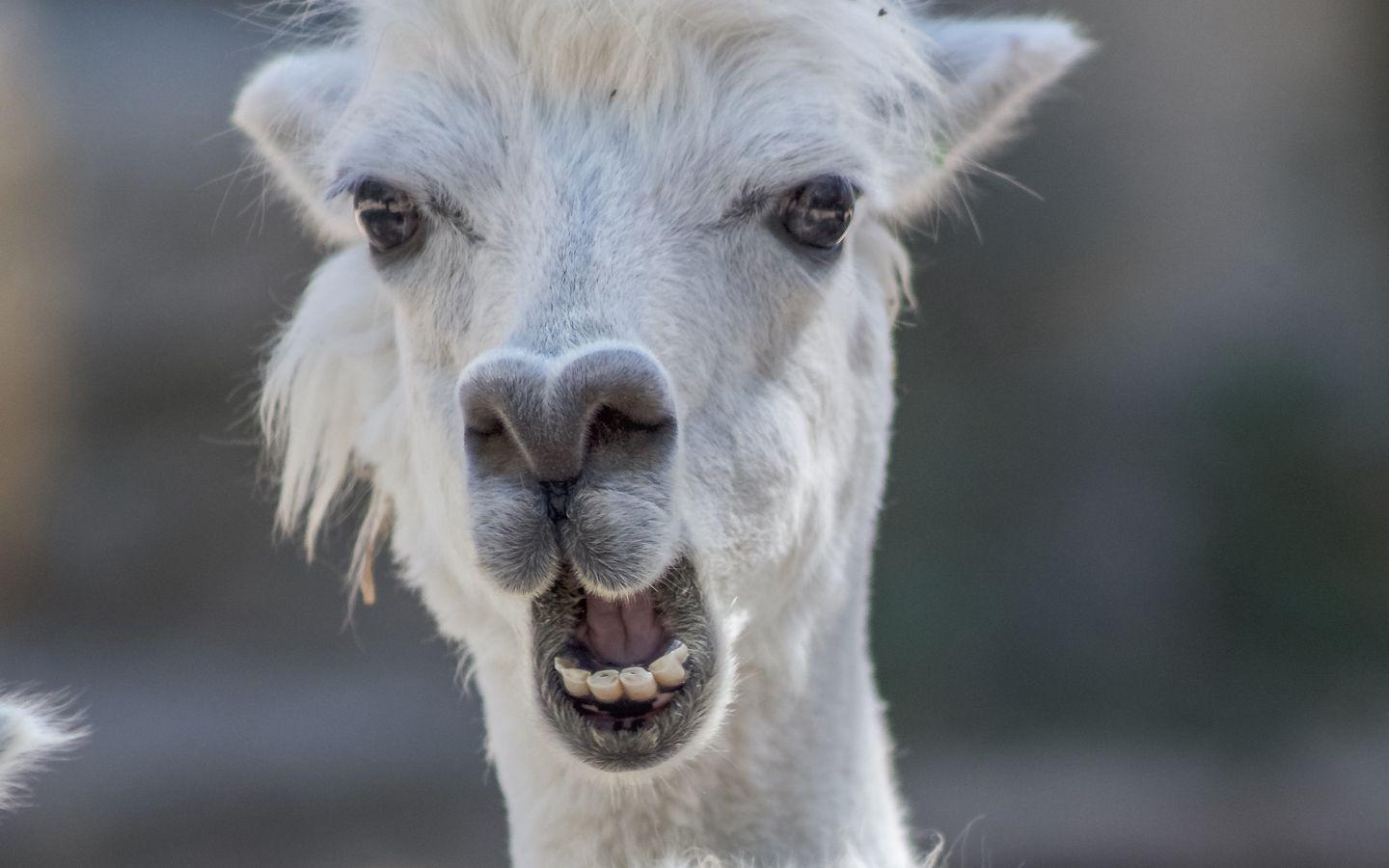 Alpaca Cool Wallpapers - Top Free Alpaca Cool Backgrounds - WallpaperAccess