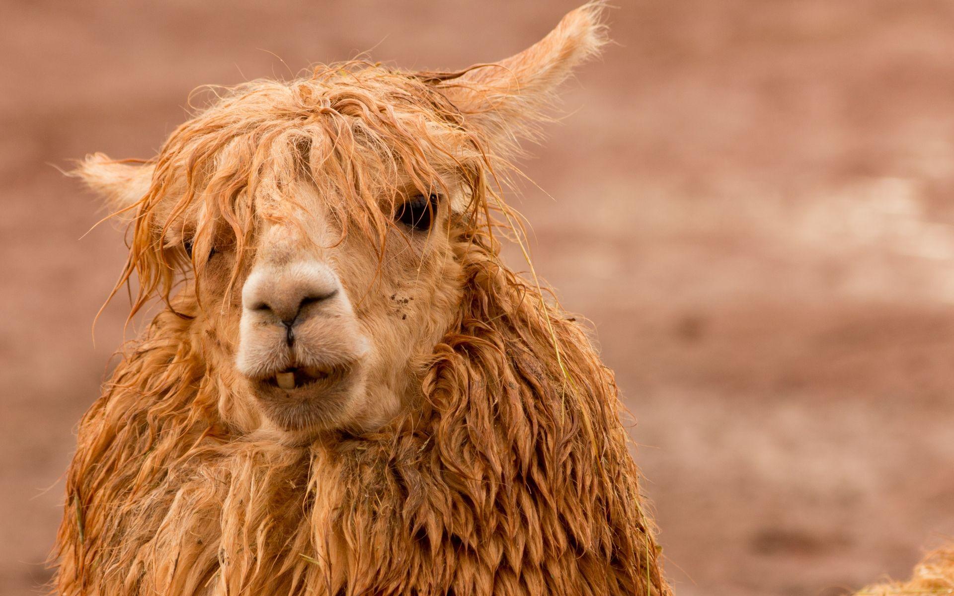 Alpaca Cool Wallpapers - Top Free Alpaca Cool Backgrounds - WallpaperAccess
