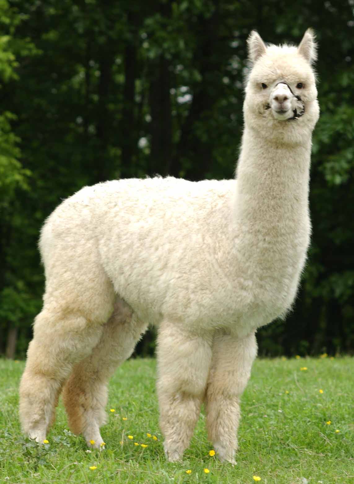 Alpaca Cool Wallpapers - Top Free Alpaca Cool Backgrounds - WallpaperAccess