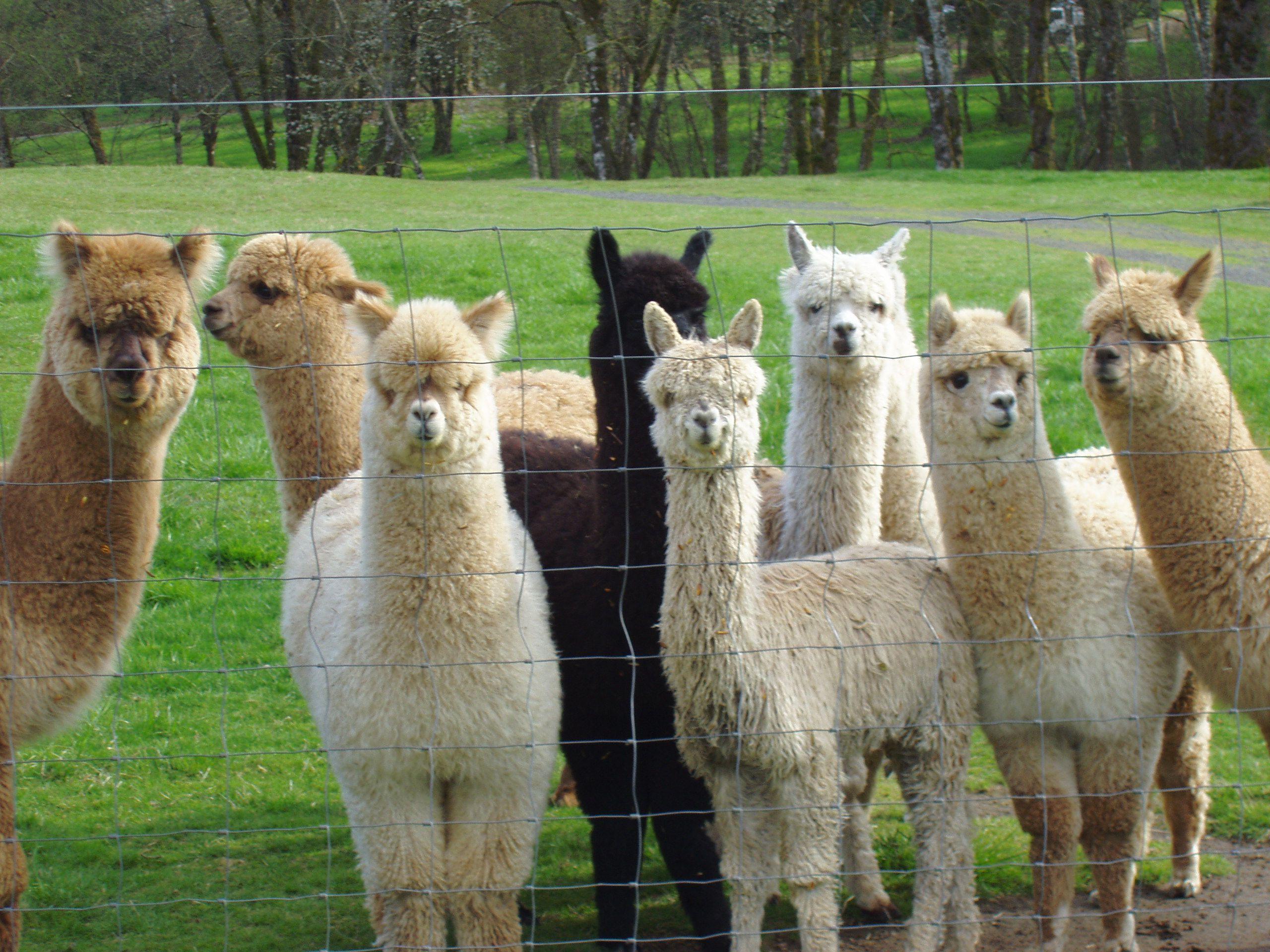 Alpaca Cool Wallpapers - Top Free Alpaca Cool Backgrounds - WallpaperAccess