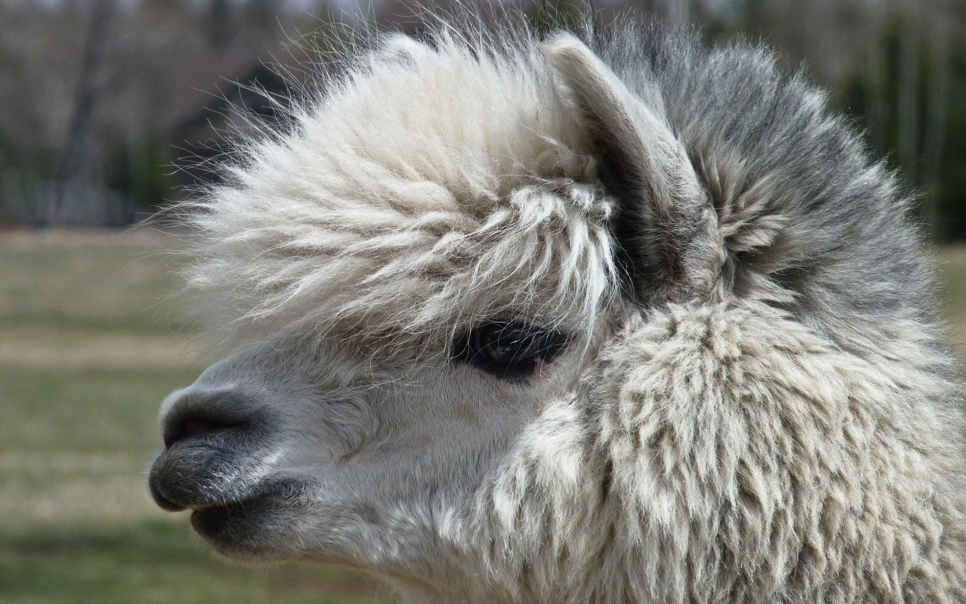 Alpaca Cool Wallpapers - Top Free Alpaca Cool Backgrounds - WallpaperAccess