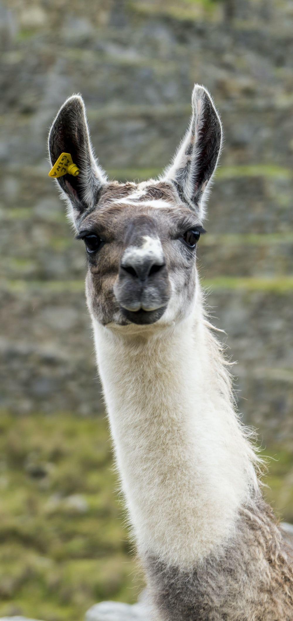 Alpaca Cool Wallpapers - Top Free Alpaca Cool Backgrounds - WallpaperAccess