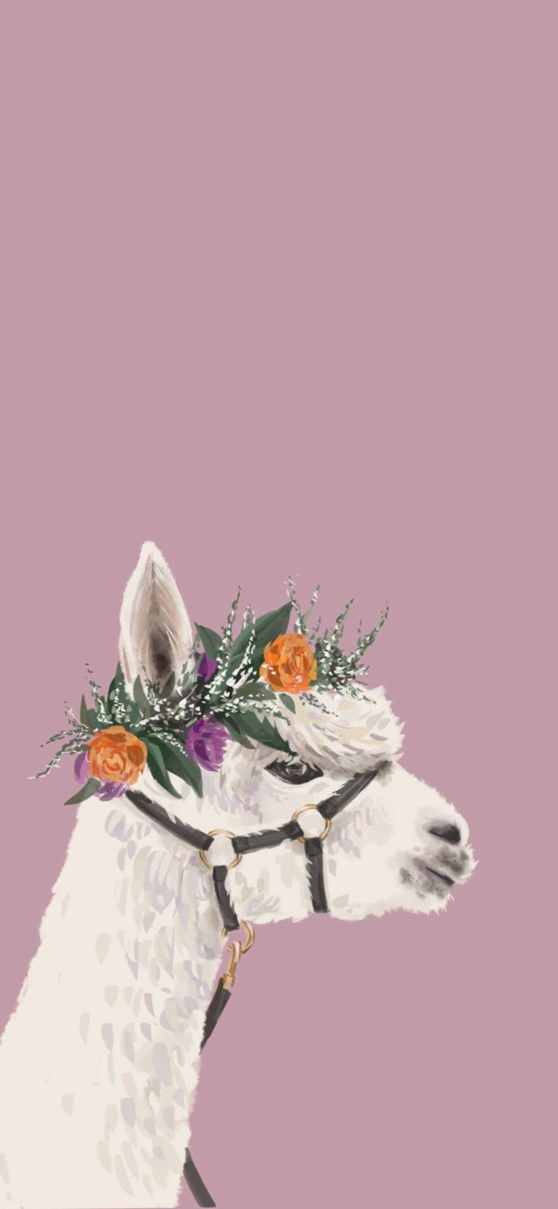 Alpaca Cool Wallpapers - Top Free Alpaca Cool Backgrounds - WallpaperAccess