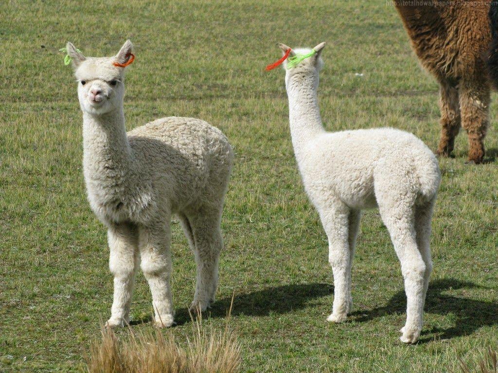 Alpaca Cool Wallpapers - Top Free Alpaca Cool Backgrounds - WallpaperAccess