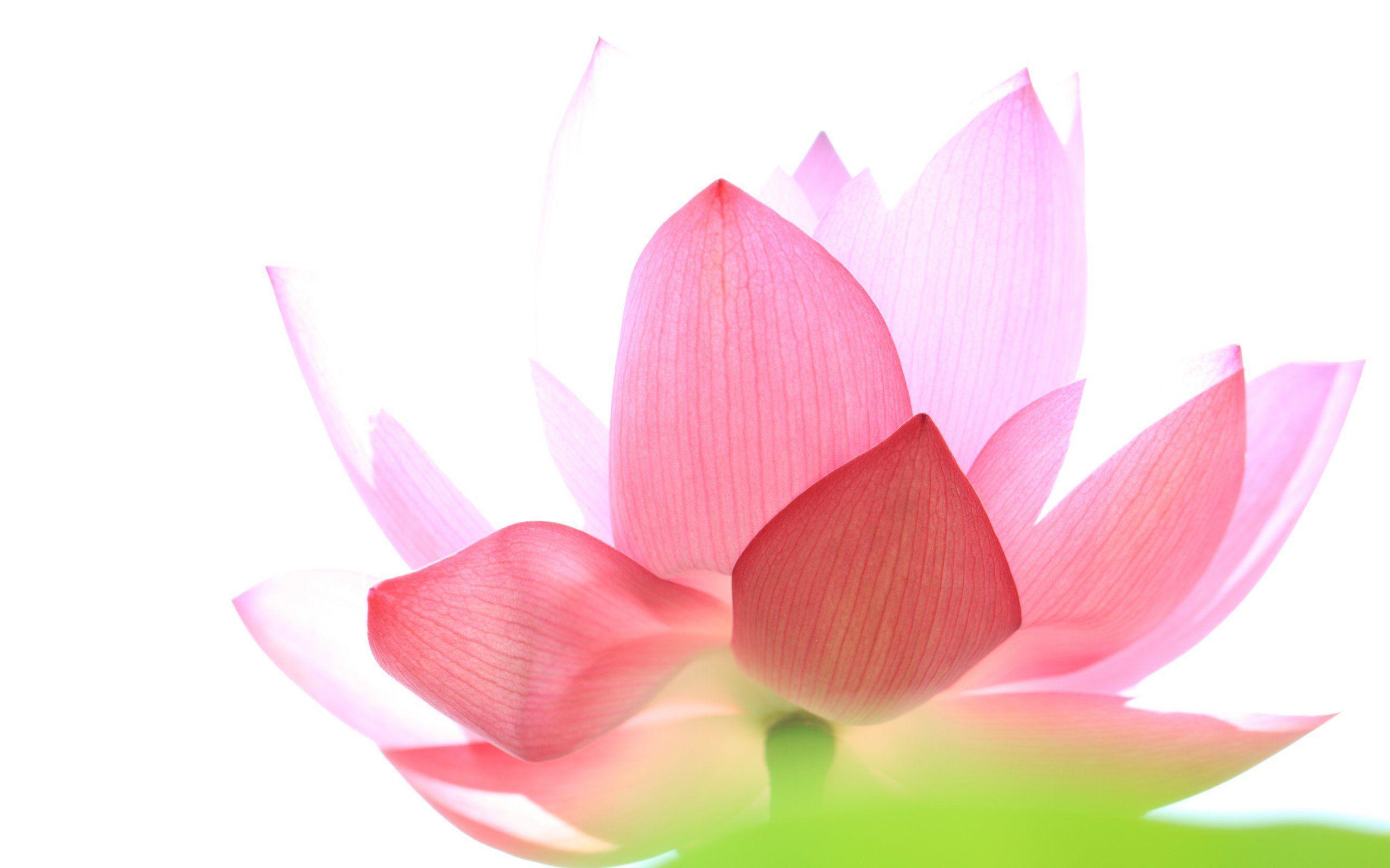 Lotus Wallpapers - Top Free Lotus Backgrounds - WallpaperAccess