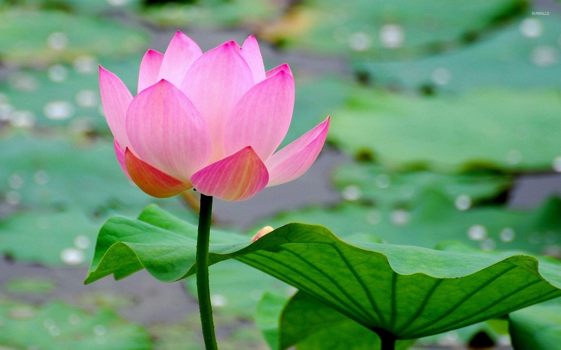 Lotus Wallpapers - Top Free Lotus Backgrounds - WallpaperAccess