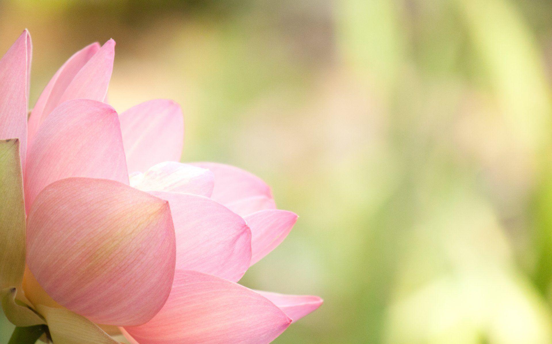 Lotus Wallpapers - Top Free Lotus Backgrounds - WallpaperAccess