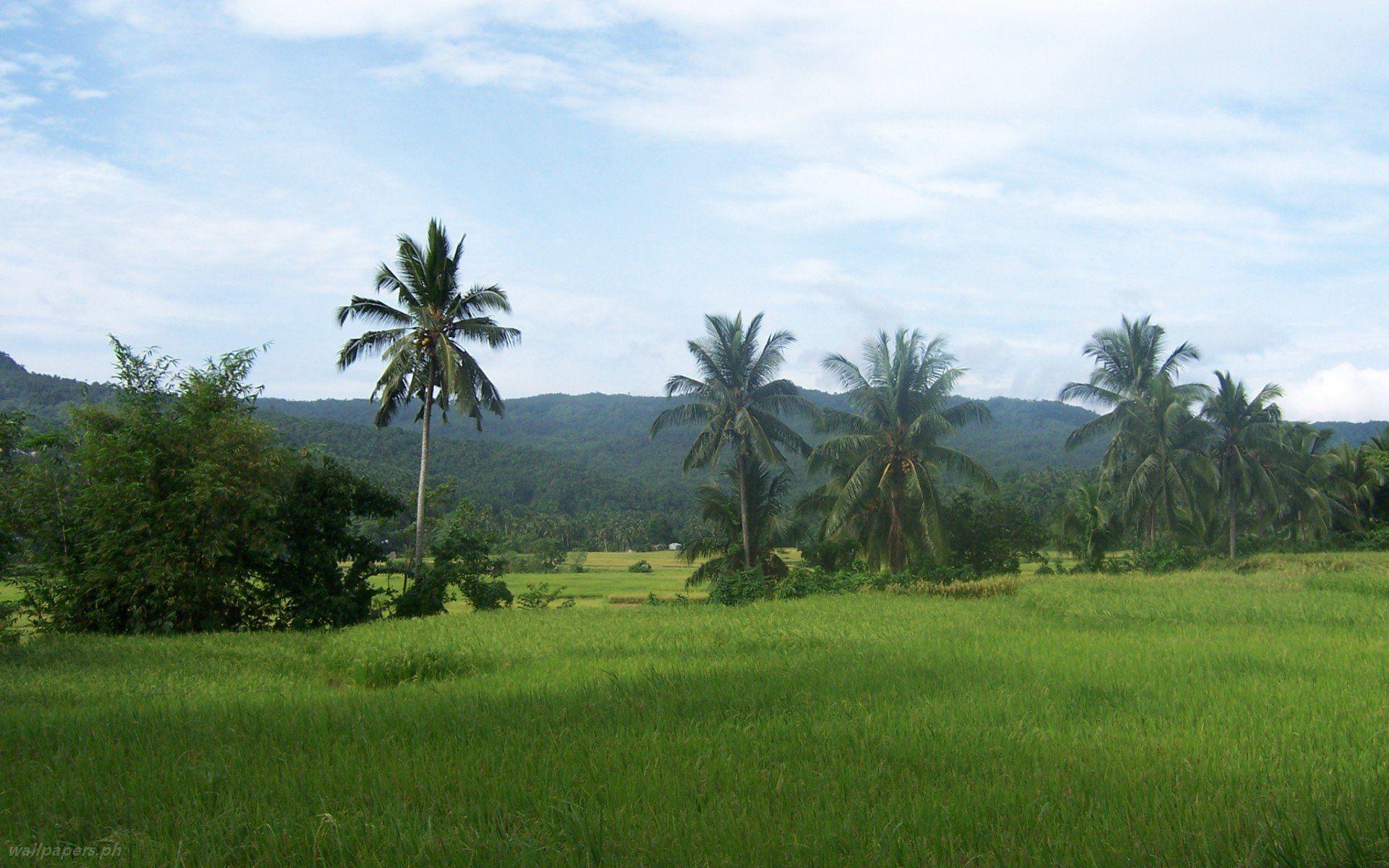 Philippines Rice Wallpapers - Top Free Philippines Rice Backgrounds ...