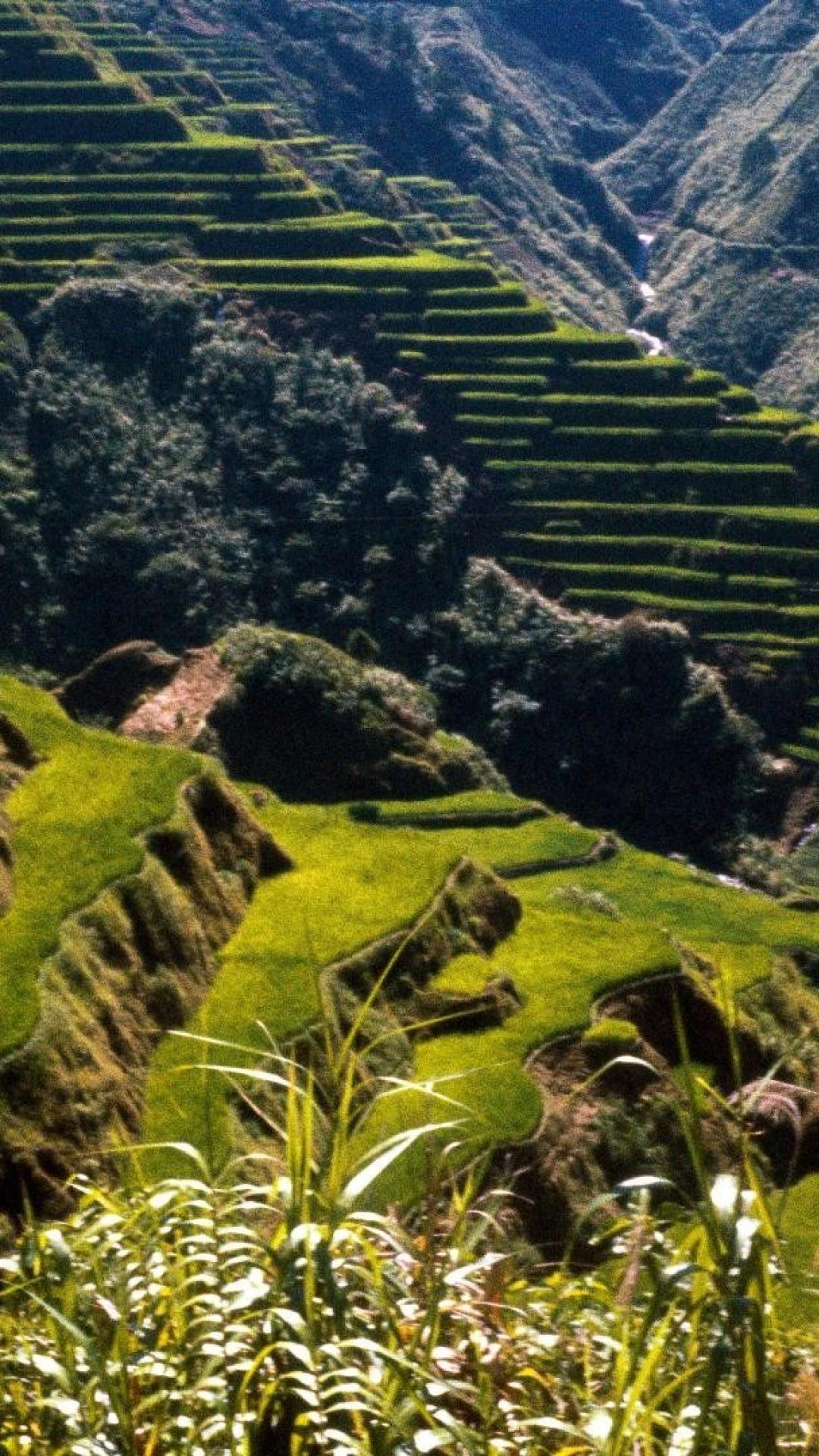 Philippines Rice Wallpapers - Top Free Philippines Rice Backgrounds ...