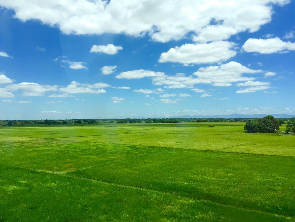 Philippines Rice Wallpapers - Top Free Philippines Rice Backgrounds ...