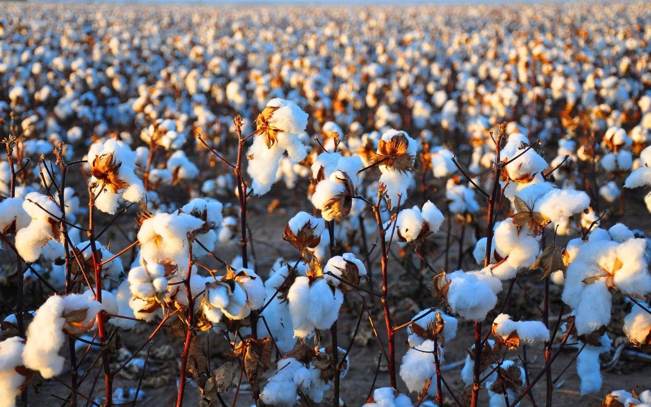 Cotton Field Wallpapers - Top Free Cotton Field Backgrounds ...