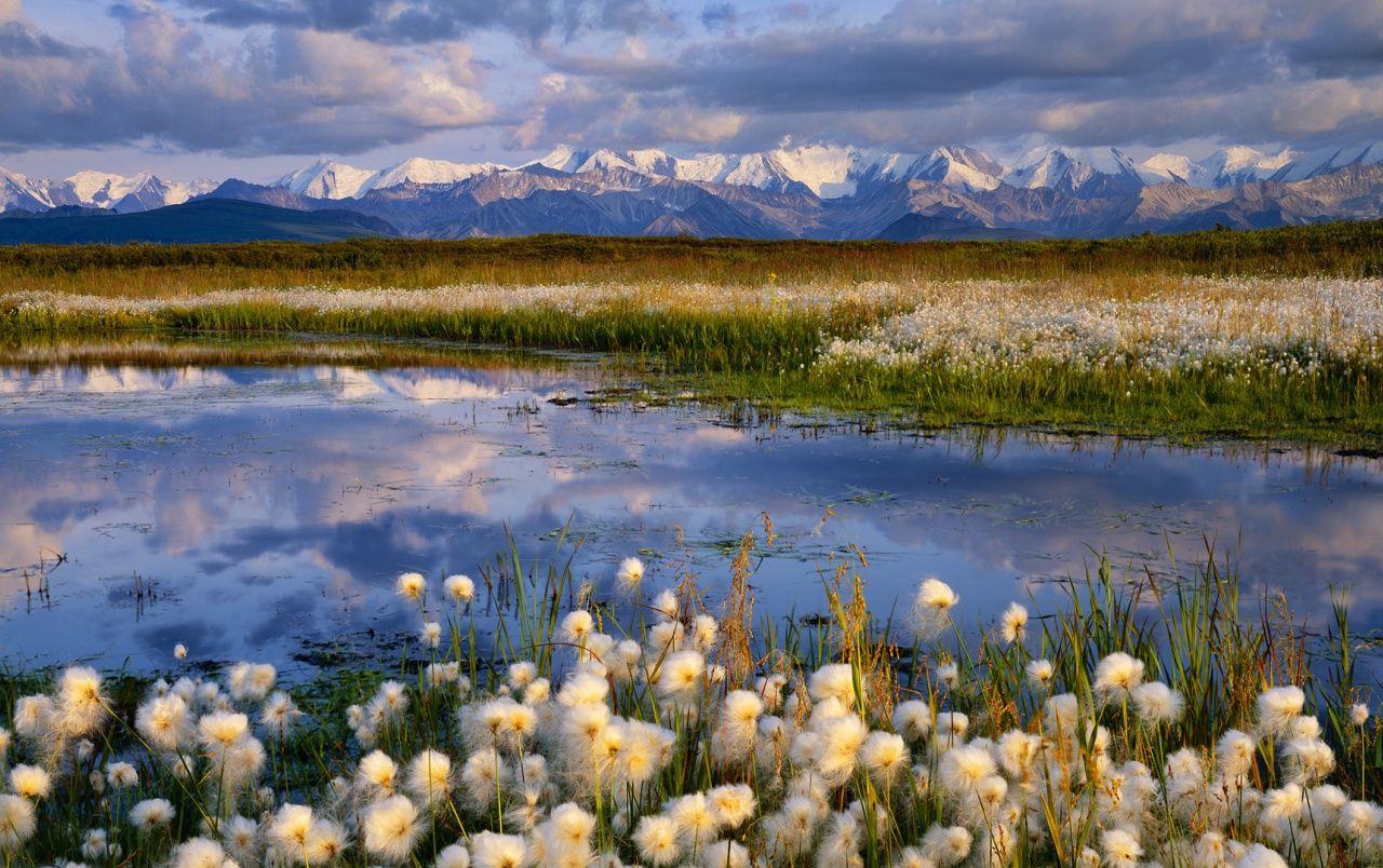 Cotton Field Wallpapers - Top Free Cotton Field Backgrounds ...