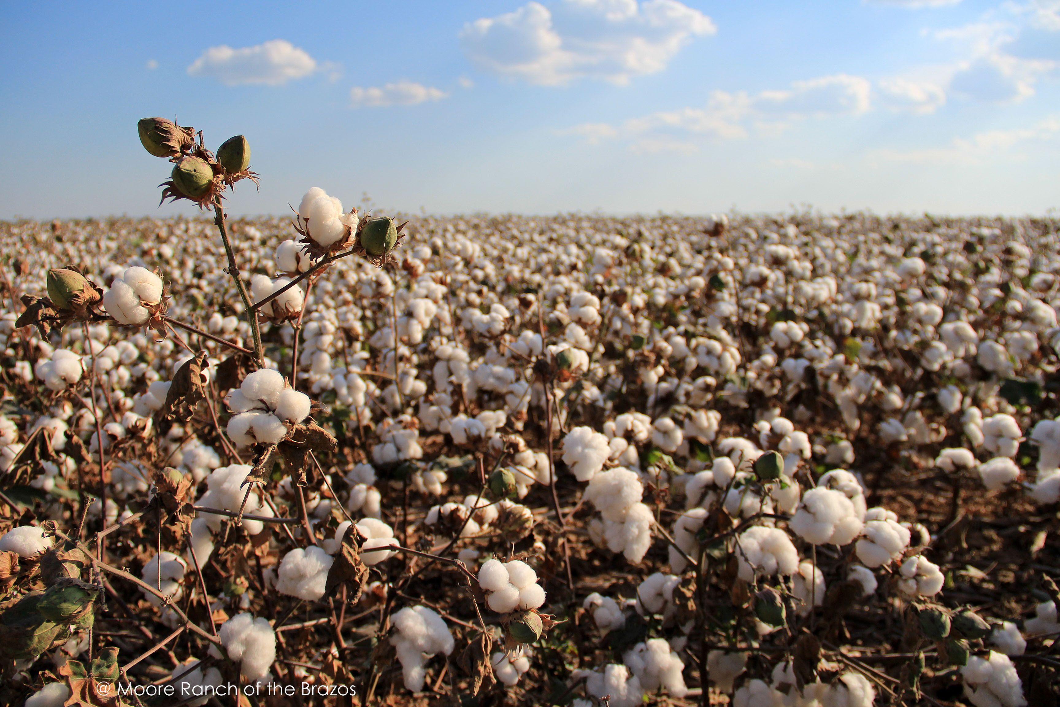 Cotton Field Wallpapers - Top Free Cotton Field Backgrounds ...