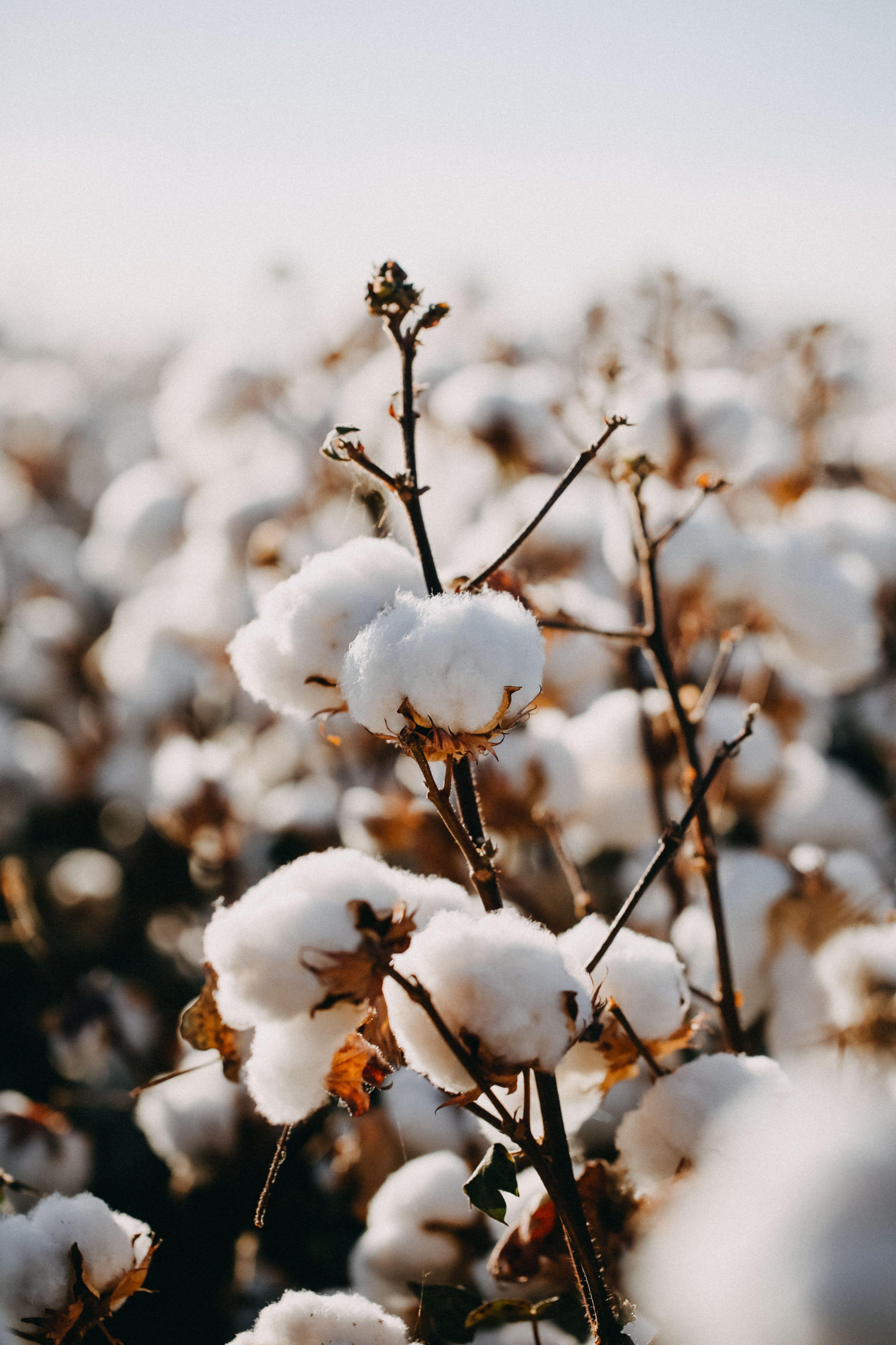 Cotton Field Wallpapers - Top Free Cotton Field Backgrounds ...