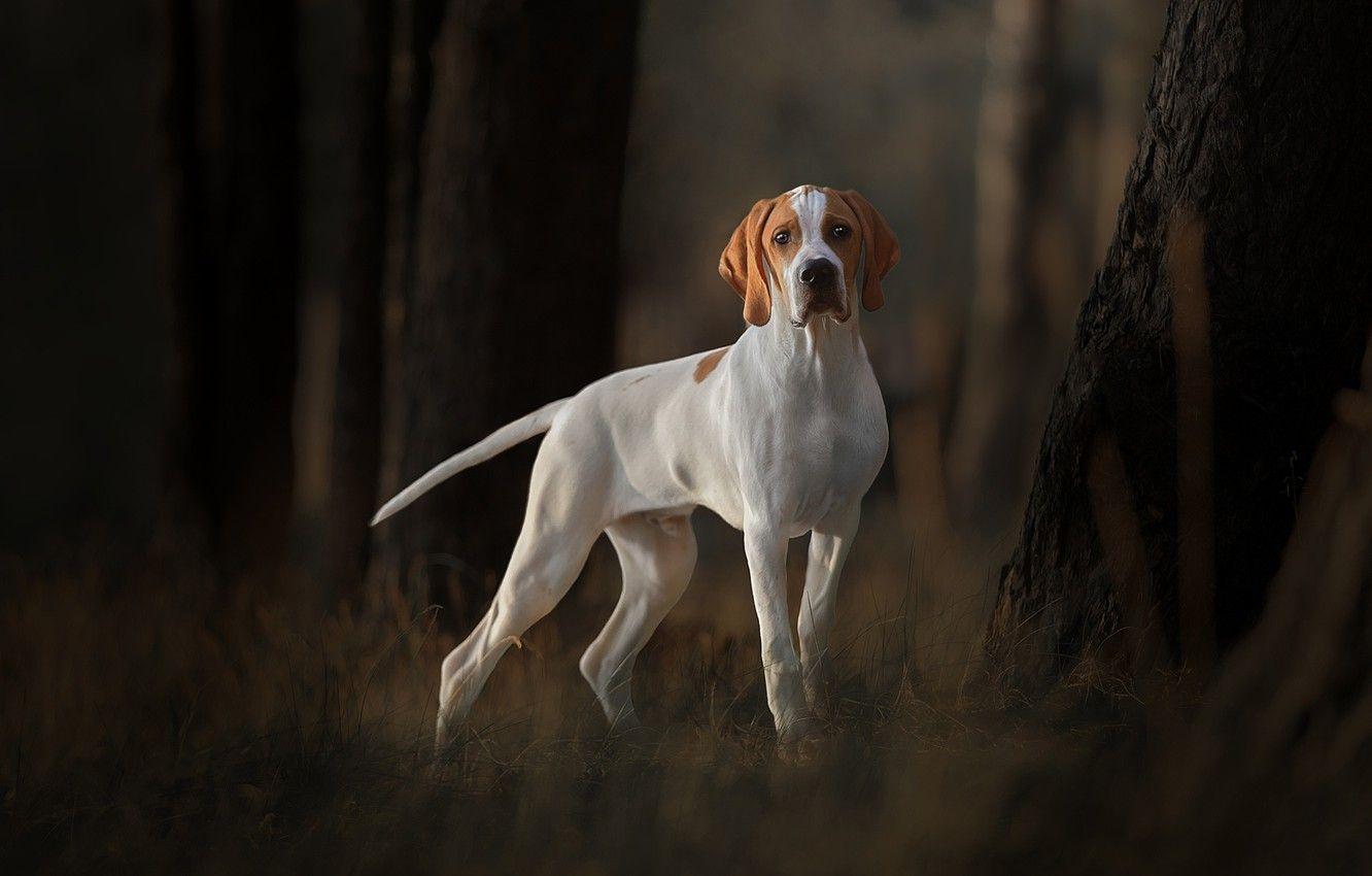 Pointer Wallpapers Top Free Pointer Backgrounds Wallpaperaccess