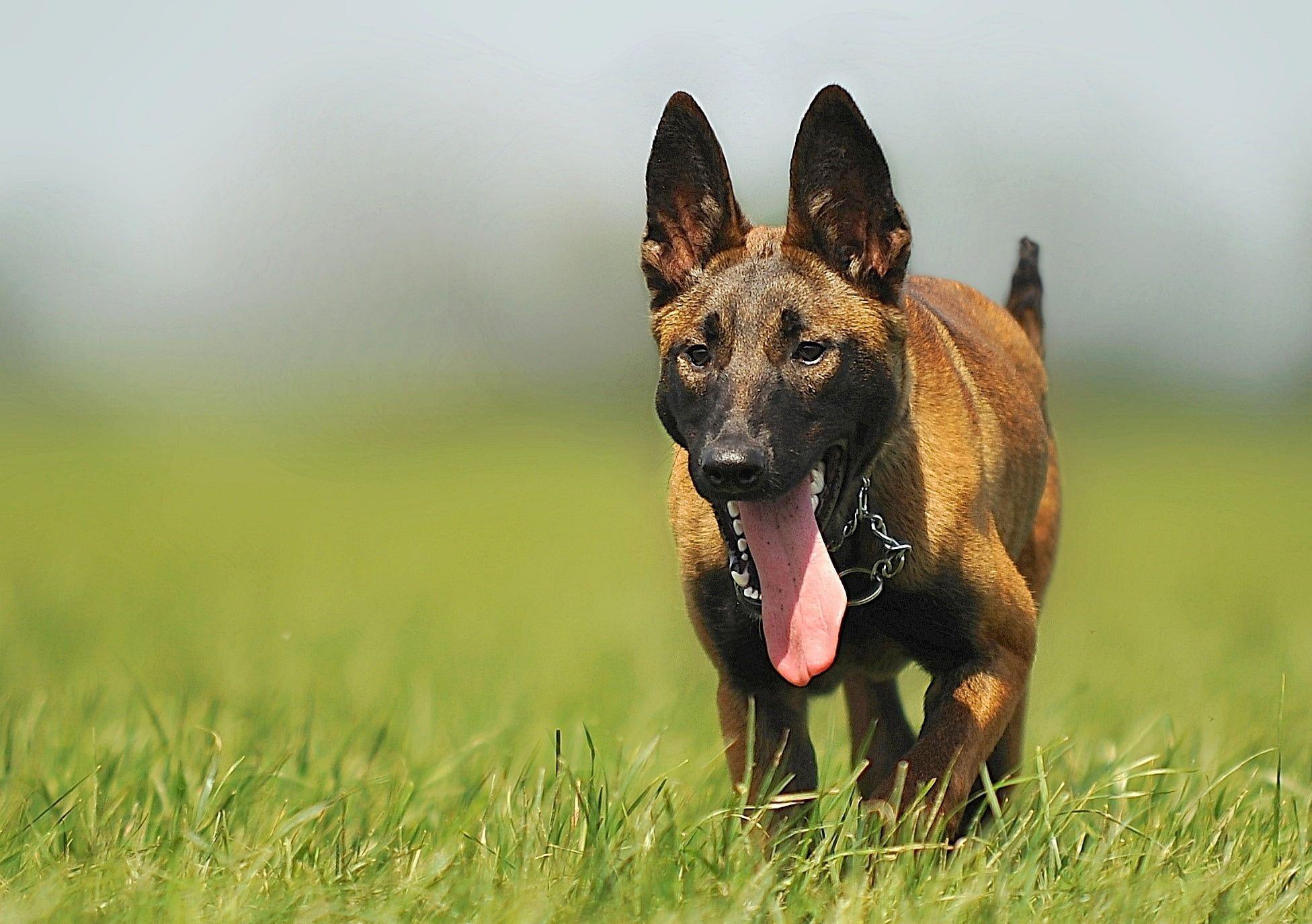 Belgian Malinois Wallpapers - Top Free Belgian Malinois Backgrounds ...