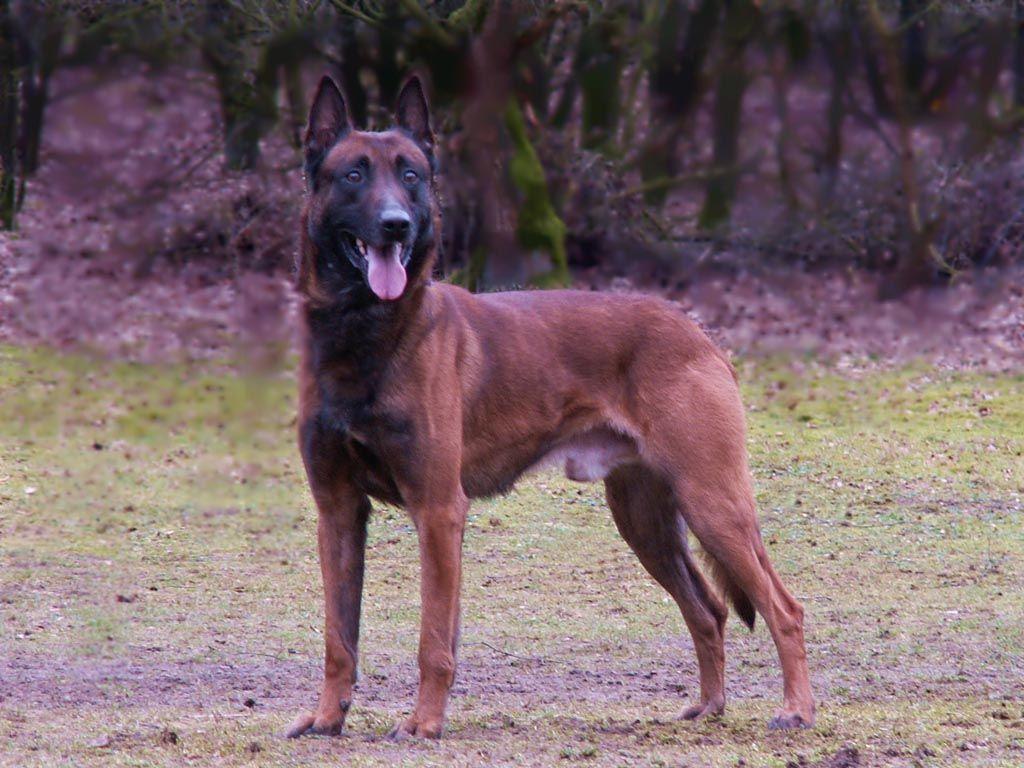 Belgian Malinois Wallpapers - Top Free Belgian Malinois Backgrounds ...