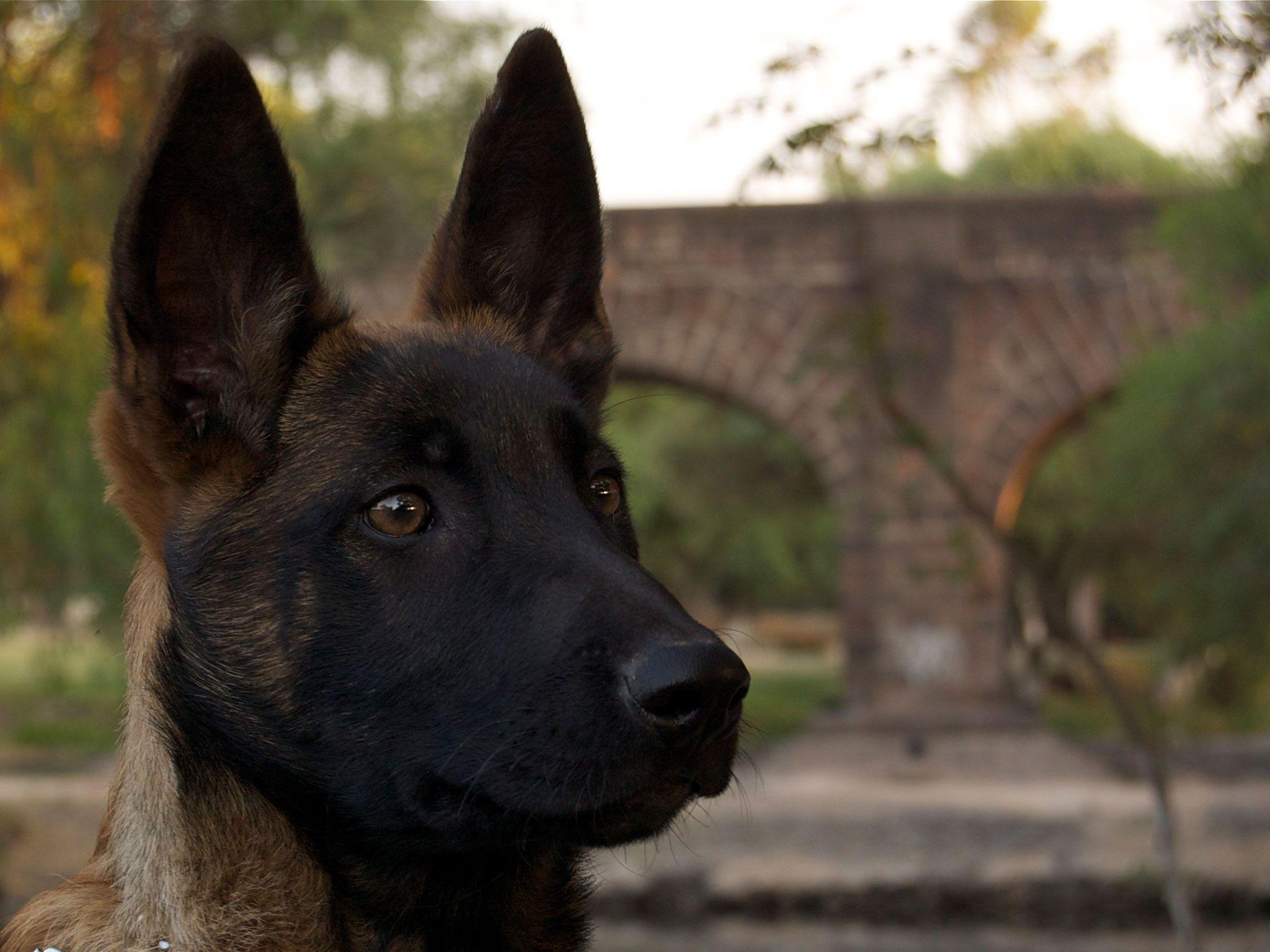 Belgian Malinois Wallpapers - Top Free Belgian Malinois Backgrounds ...