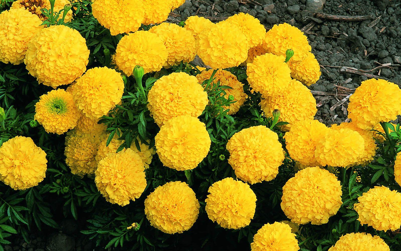 Marigold Wallpapers - Top Free Marigold Backgrounds - WallpaperAccess