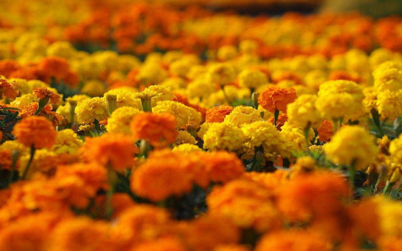 Marigold Wallpapers - Top Free Marigold Backgrounds - WallpaperAccess