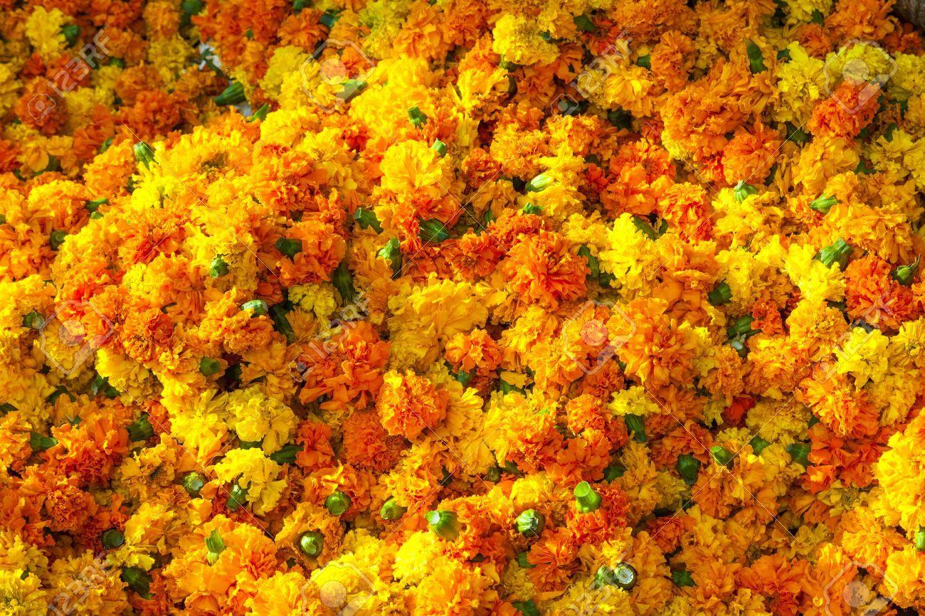 Marigold Wallpapers - Top Free Marigold Backgrounds - WallpaperAccess