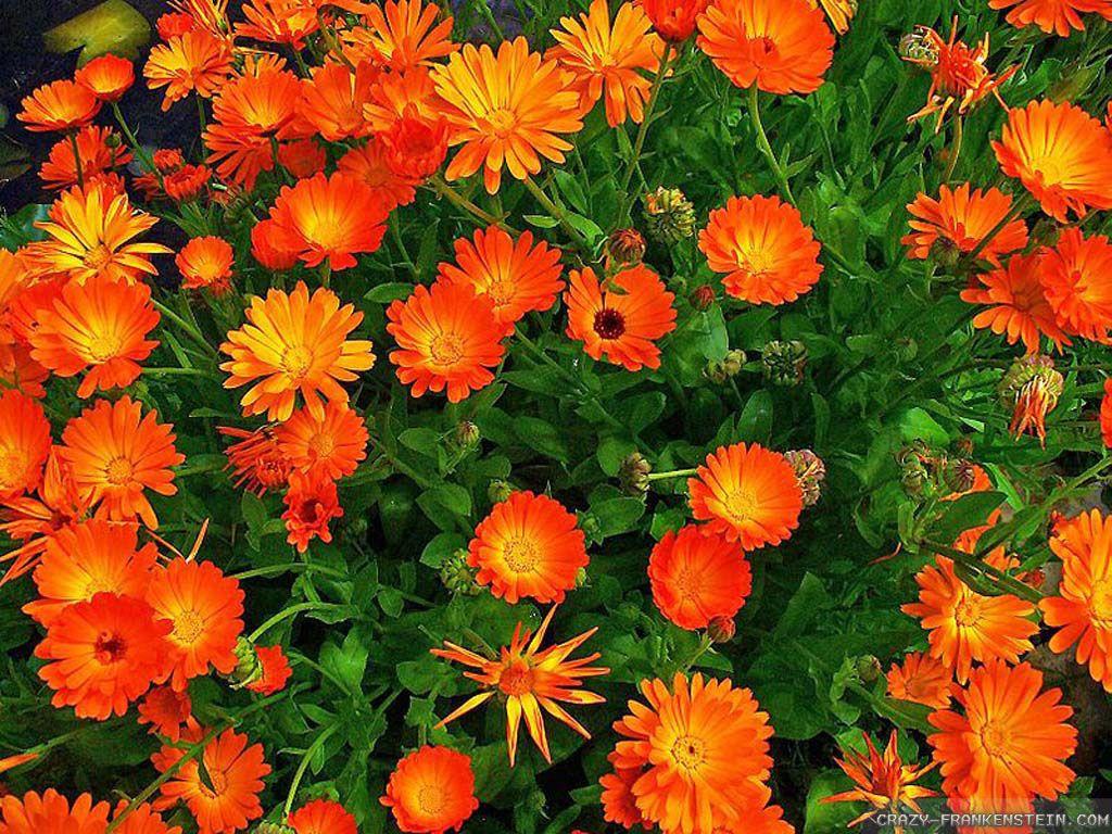 Marigold Wallpapers - Top Free Marigold Backgrounds - WallpaperAccess