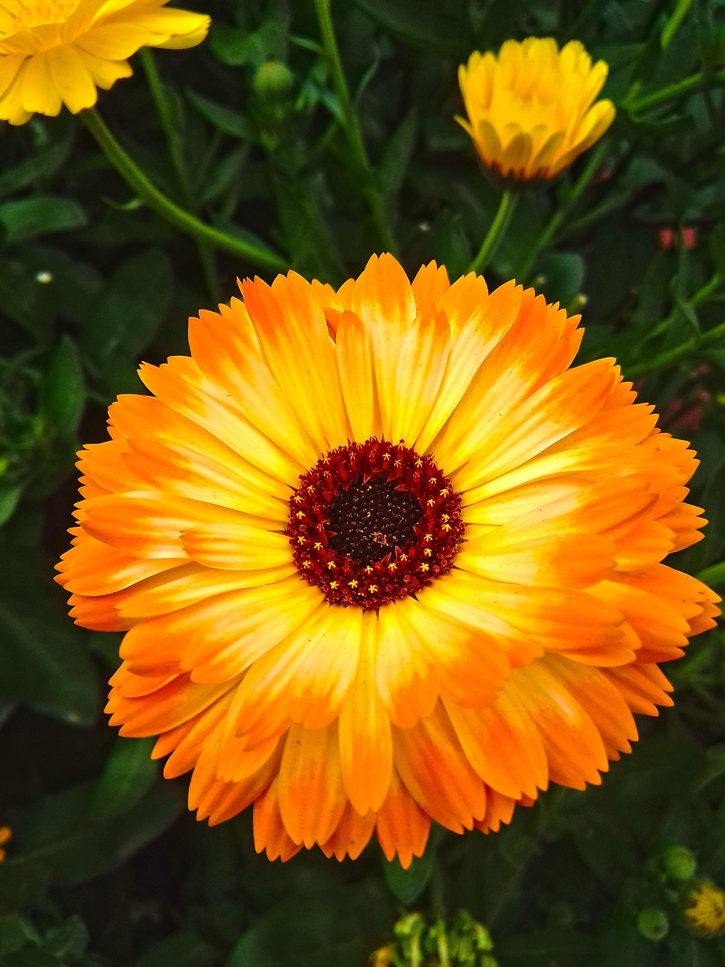 Marigold Wallpapers - Top Free Marigold Backgrounds - WallpaperAccess